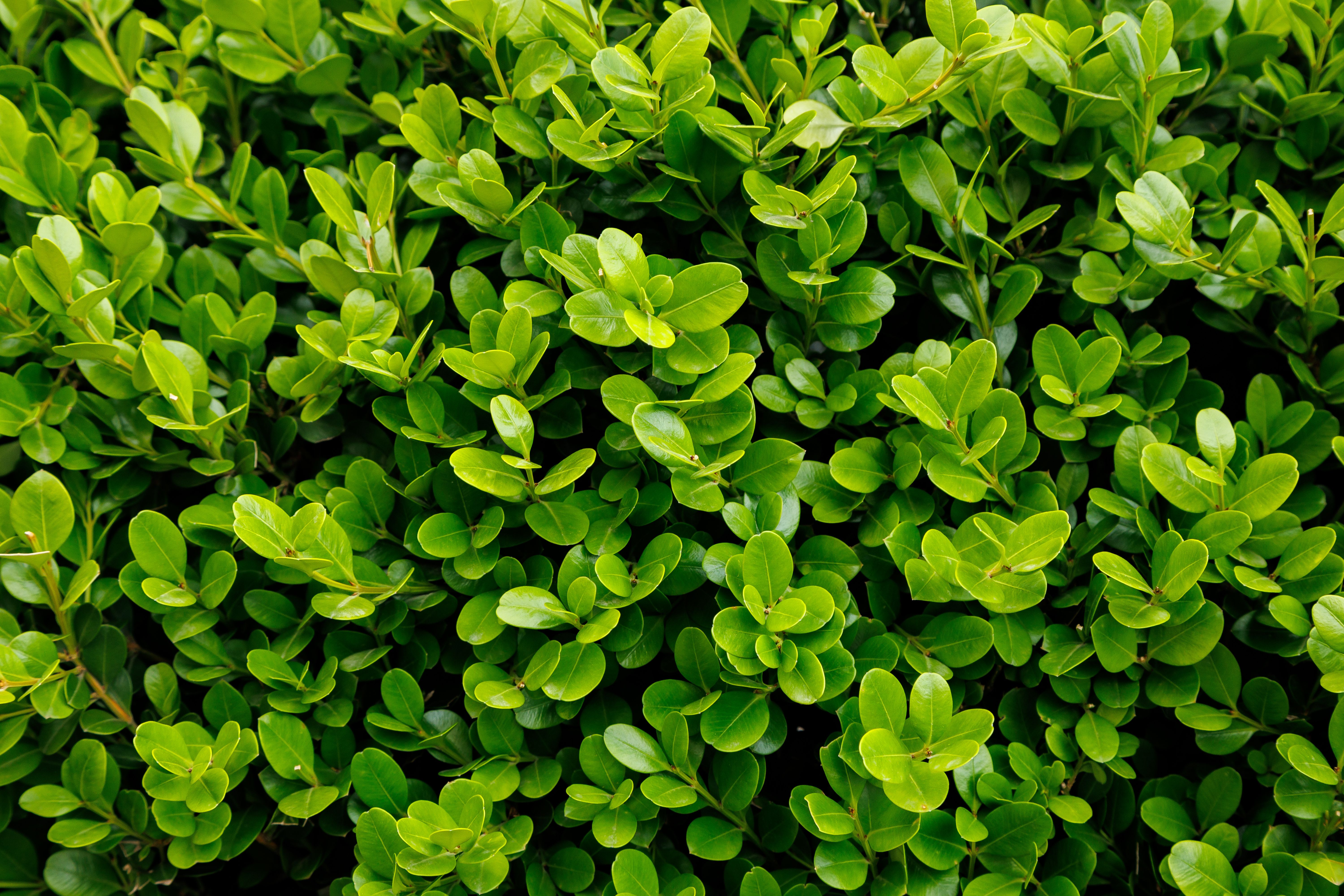 English Box Hedges Photos, Download The BEST Free English Box Hedges ...