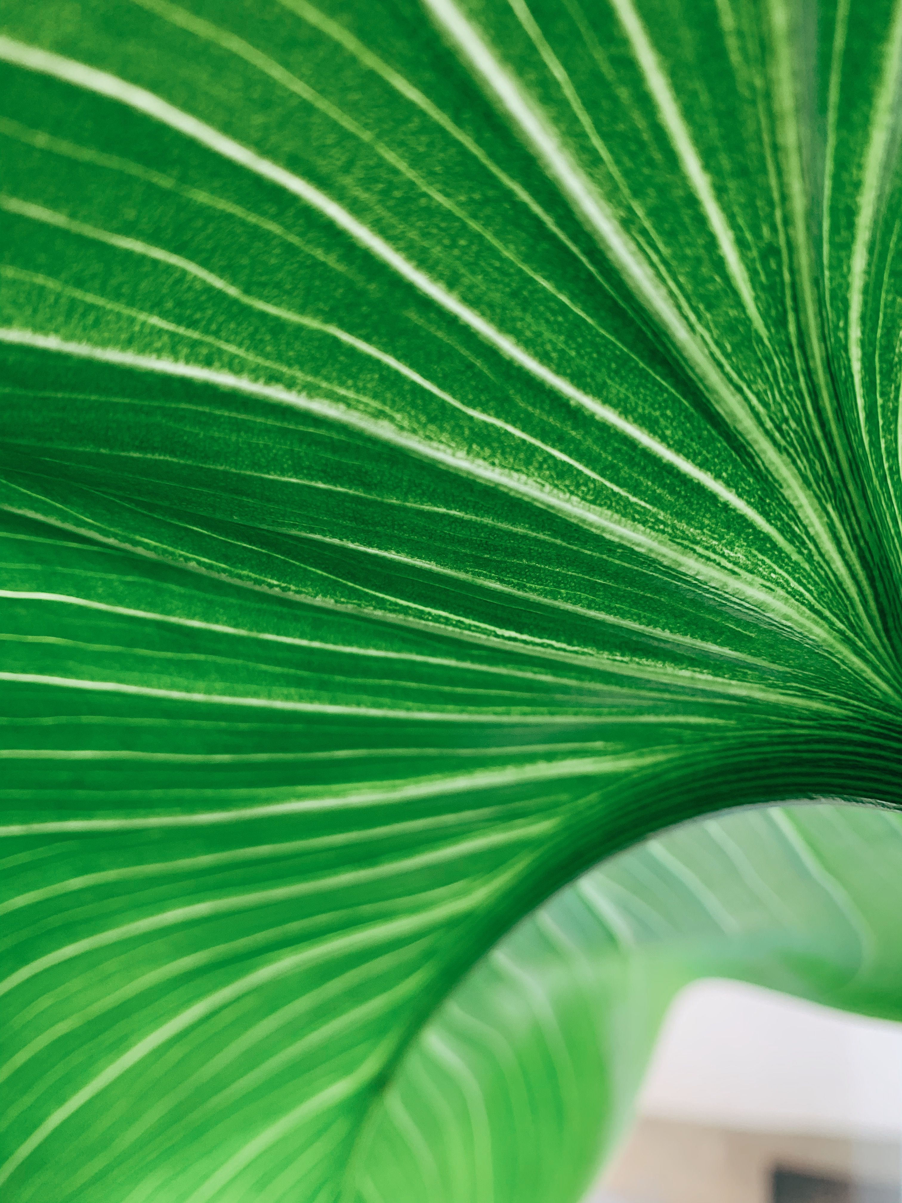Green Leaf · Free Stock Photo