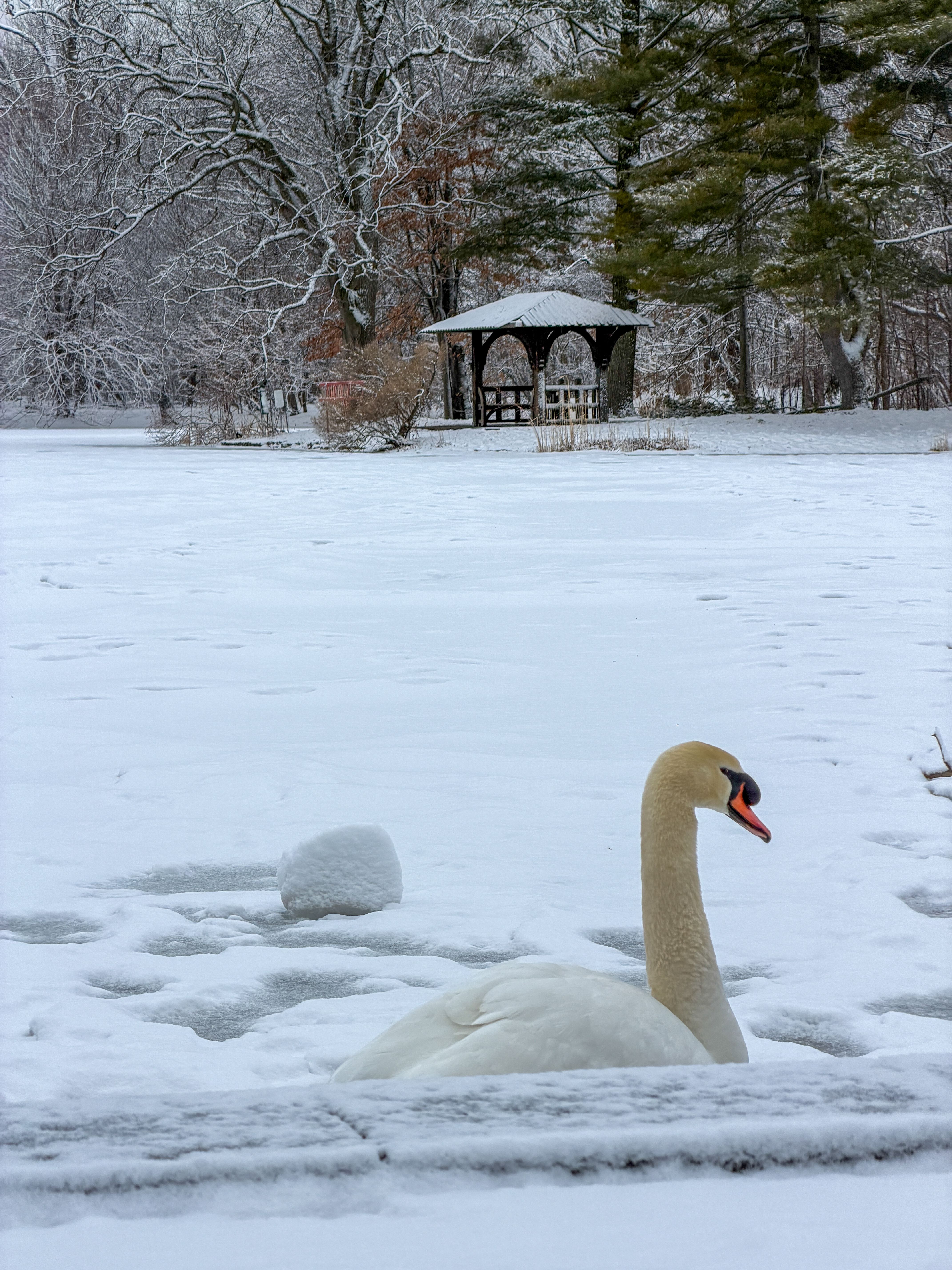 Swan In Snow Photos, Download The BEST Free Swan In Snow Stock Photos ...