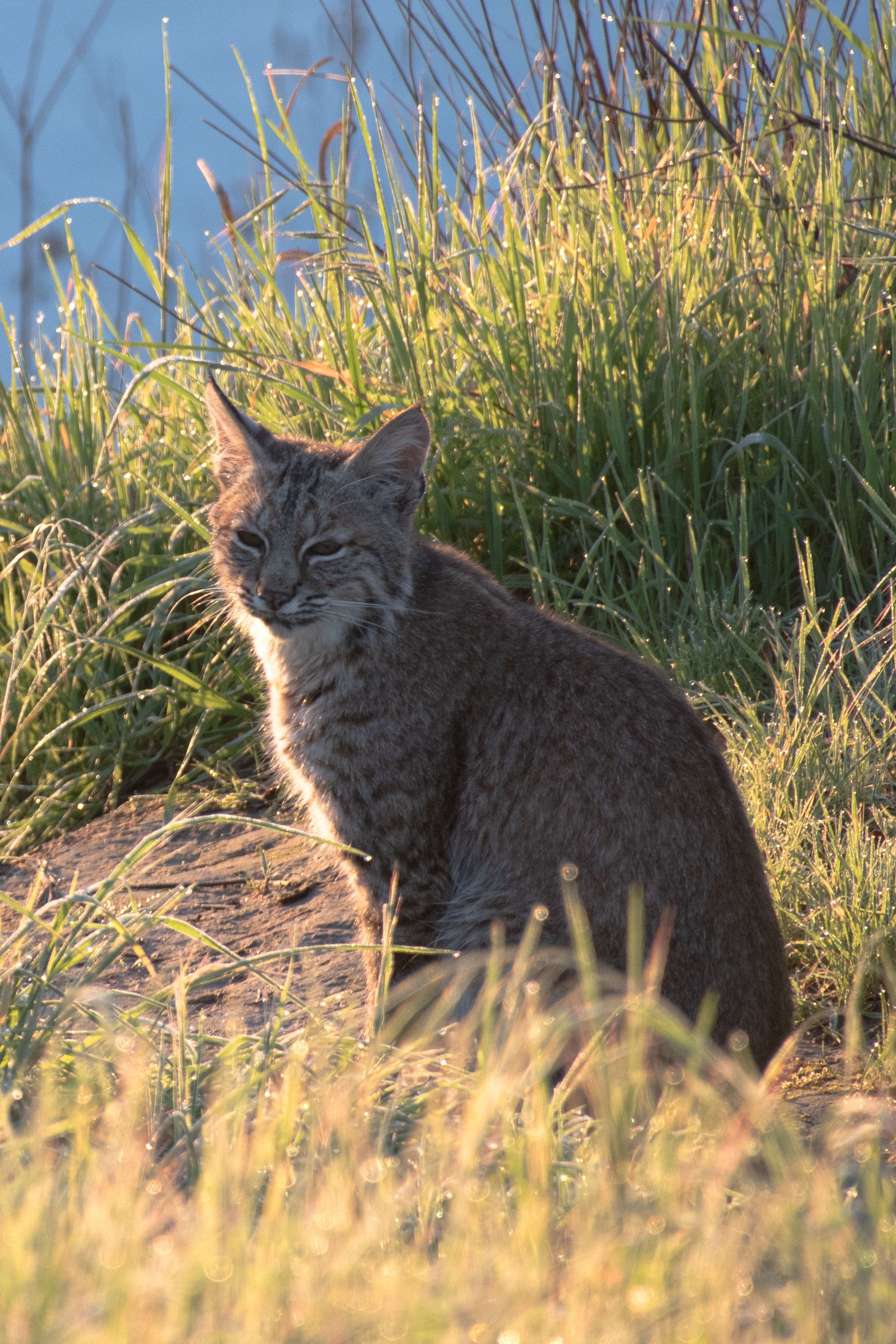 Minx Wild Cat Photos, Download The BEST Free Minx Wild Cat Stock Photos ...