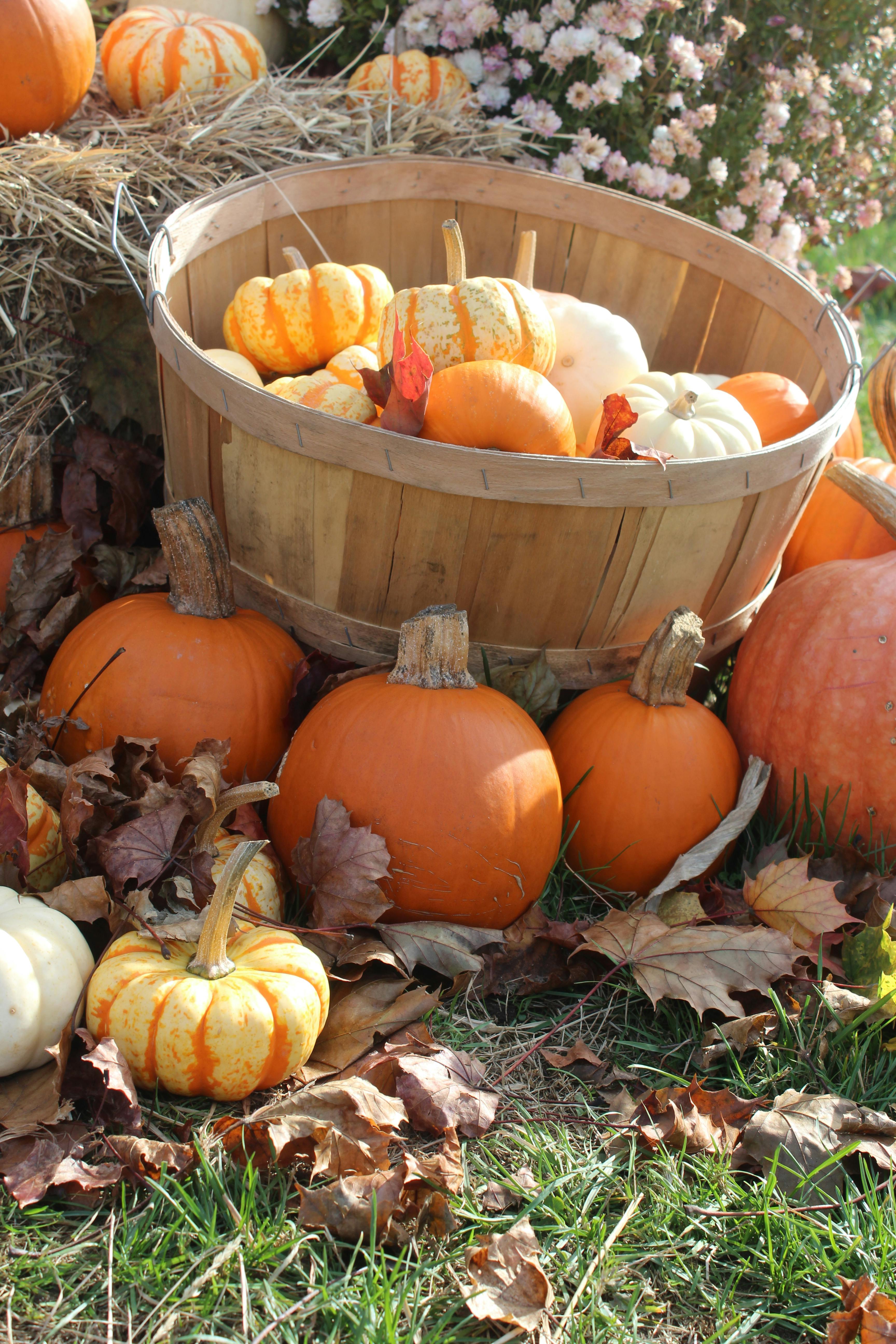 Free stock photo of autumn, fall, pumpkins - Stock Image - Everypixel