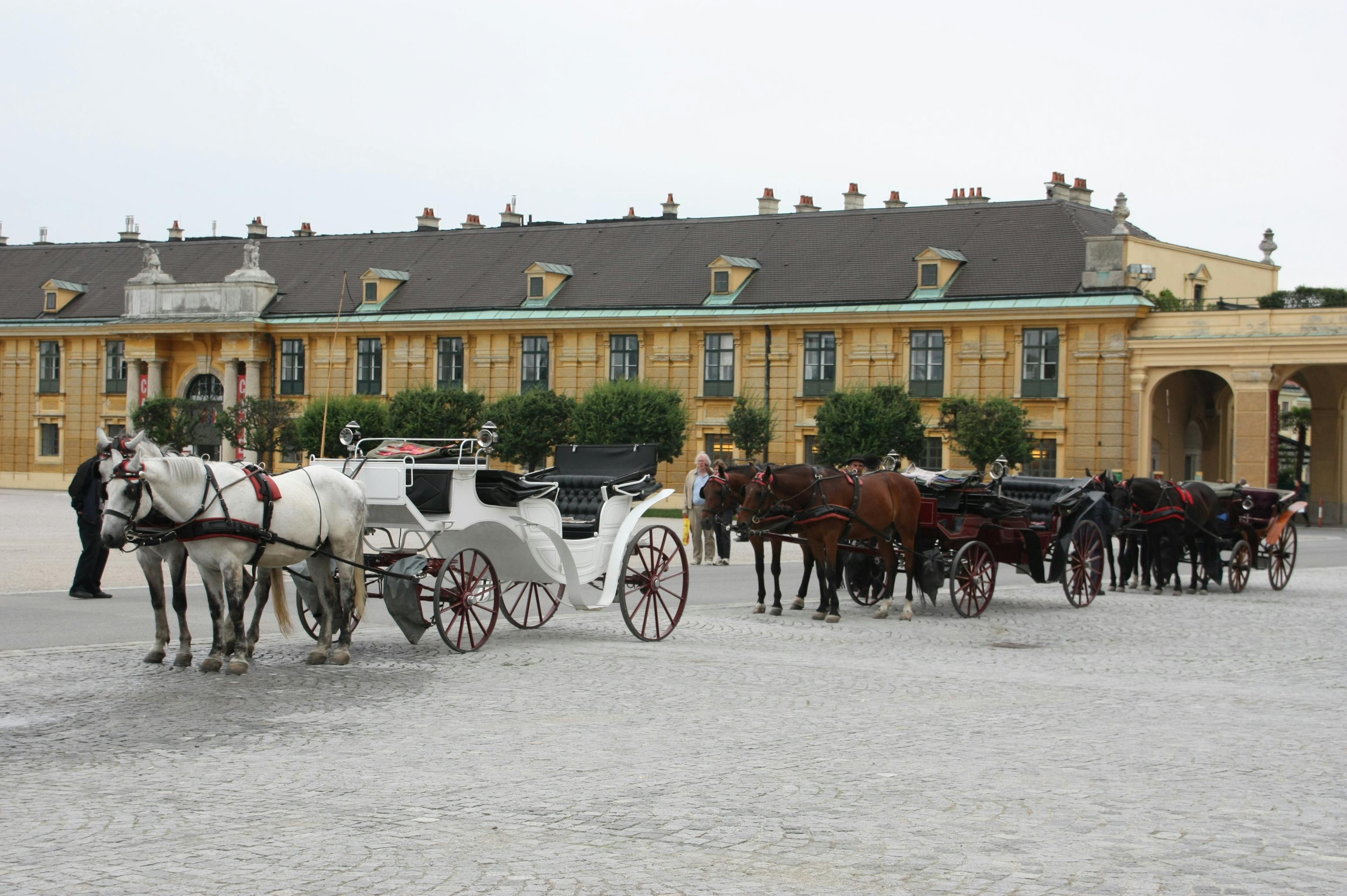 Elegant horse-drawn carriages parked at the historic Schönbrunn Palace in Vienna, Austria.
