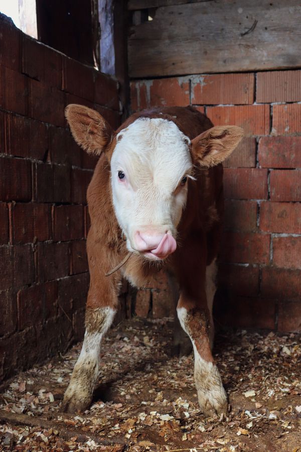 Calf Photos, Download The BEST Free Calf Stock Photos & HD Images