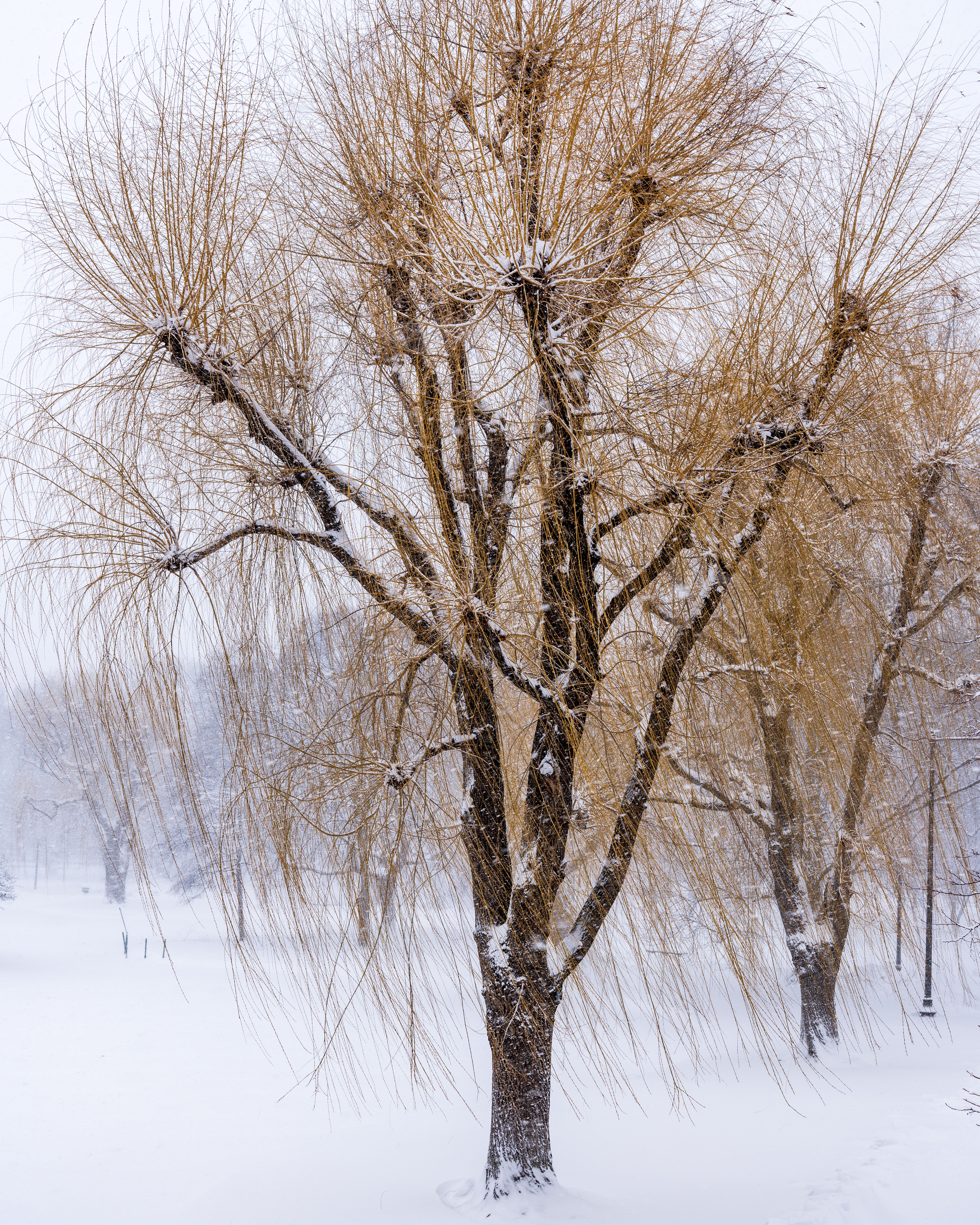 Willow Winter Photos, Download The BEST Free Willow Winter Stock Photos ...