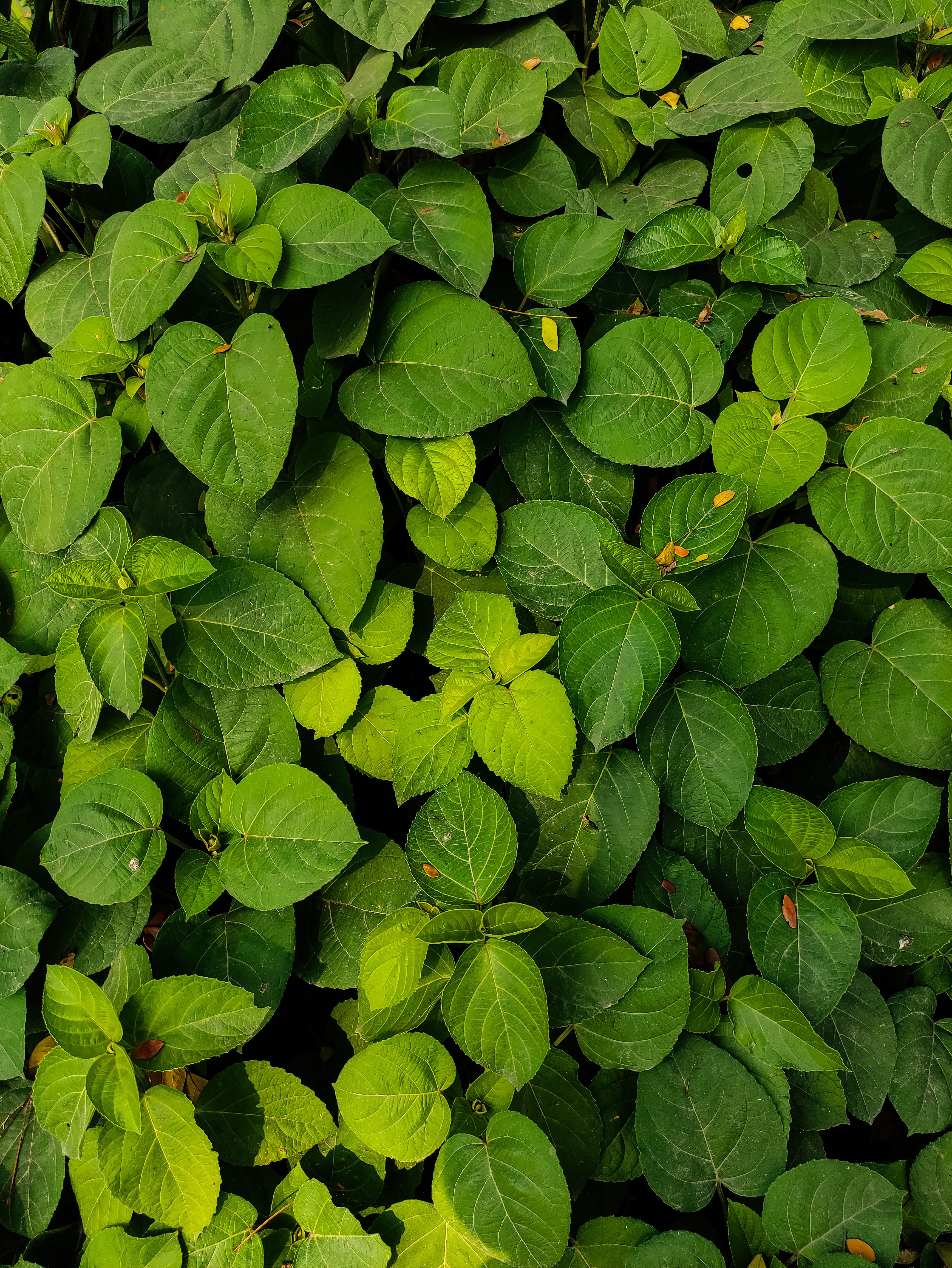 Lush Green Foliage with Vibrant Leaves · Free Stock Photo