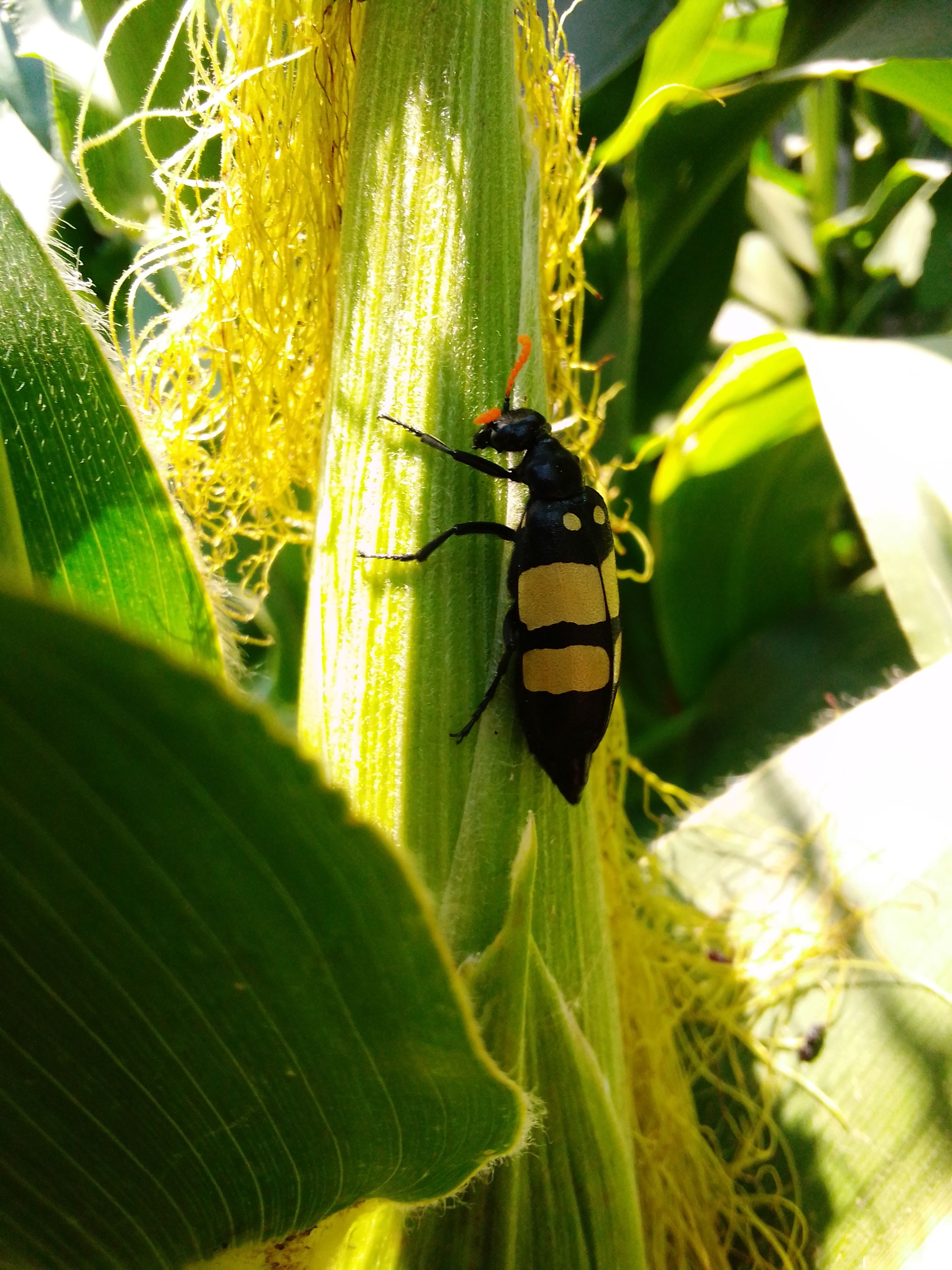 Pests Farm Photos, Download The BEST Free Pests Farm Stock Photos & HD ...