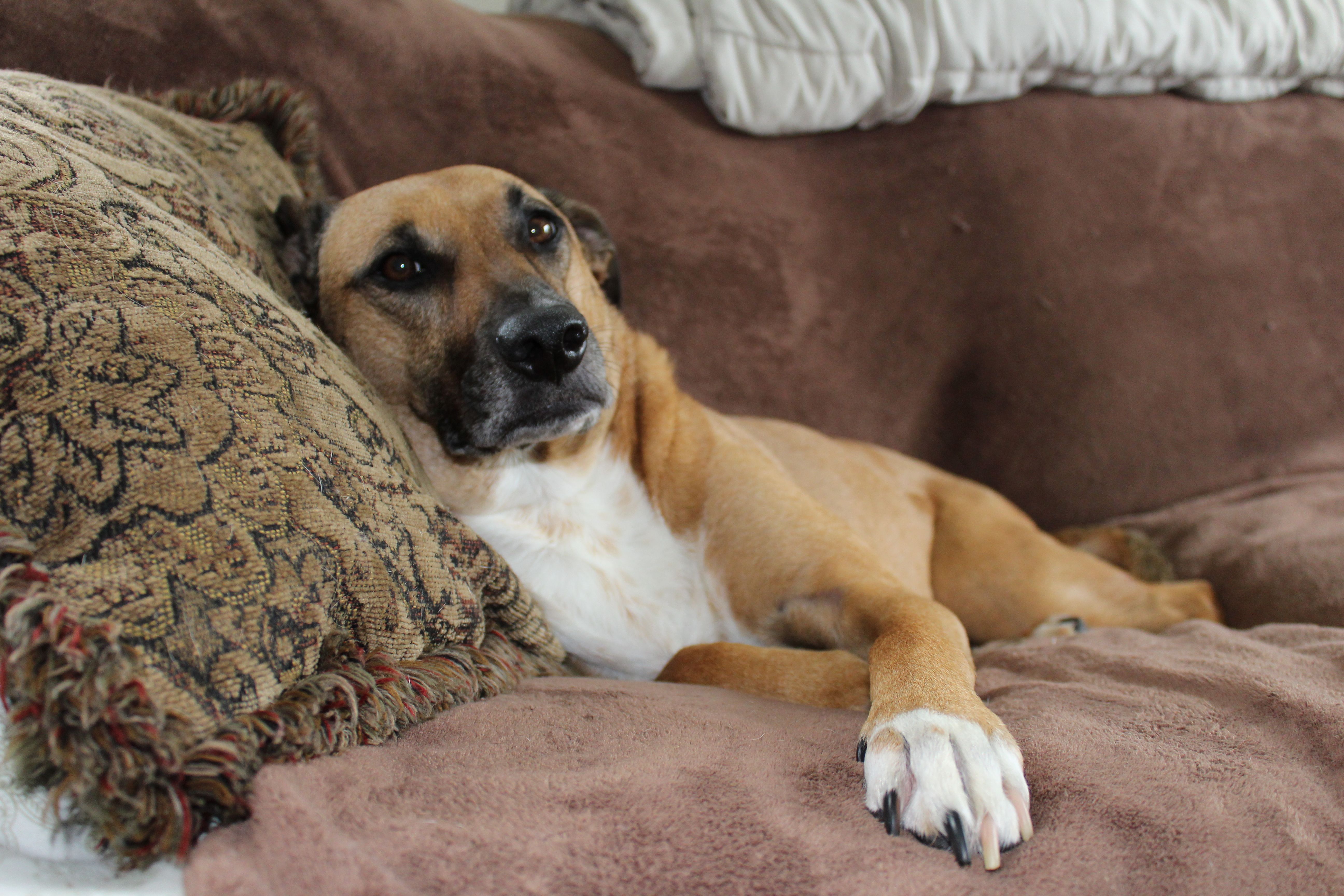 free-stock-photo-of-dog-puppy-rescue-dog