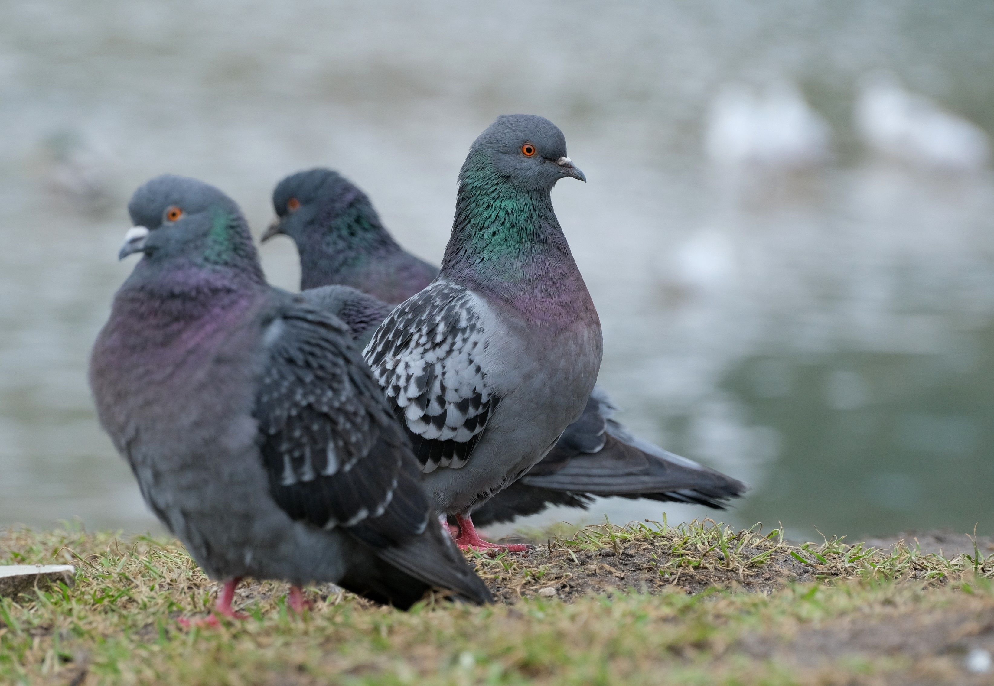 Close-Up of Three Pigeons by Water's Edge · Free Stock Photo
