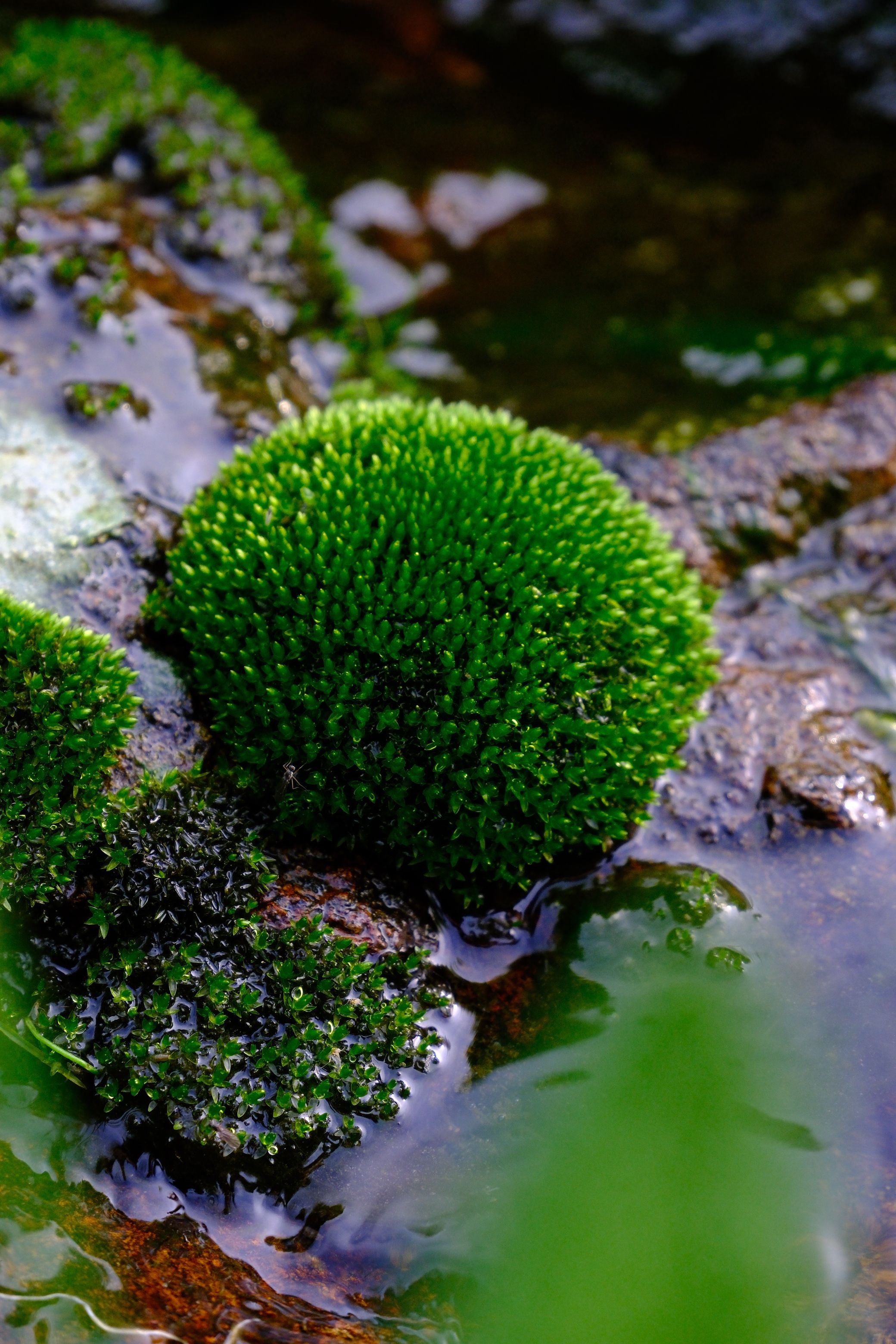 Vibrant Green Aquatic Moss in Natural Habitat · Free Stock Photo