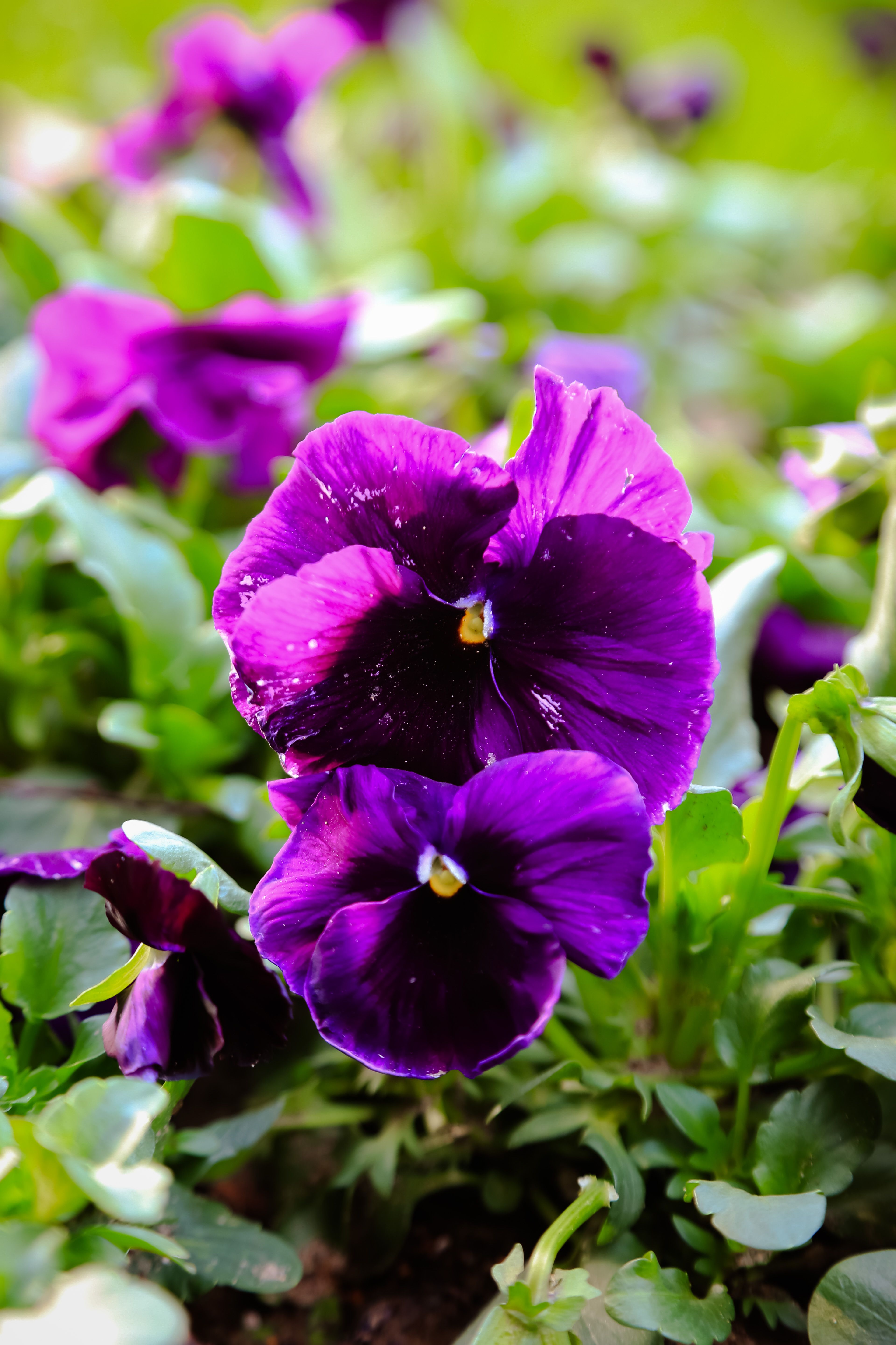 Pretty+Poison+African+Violet Photos, Download The BEST Free Pretty ...