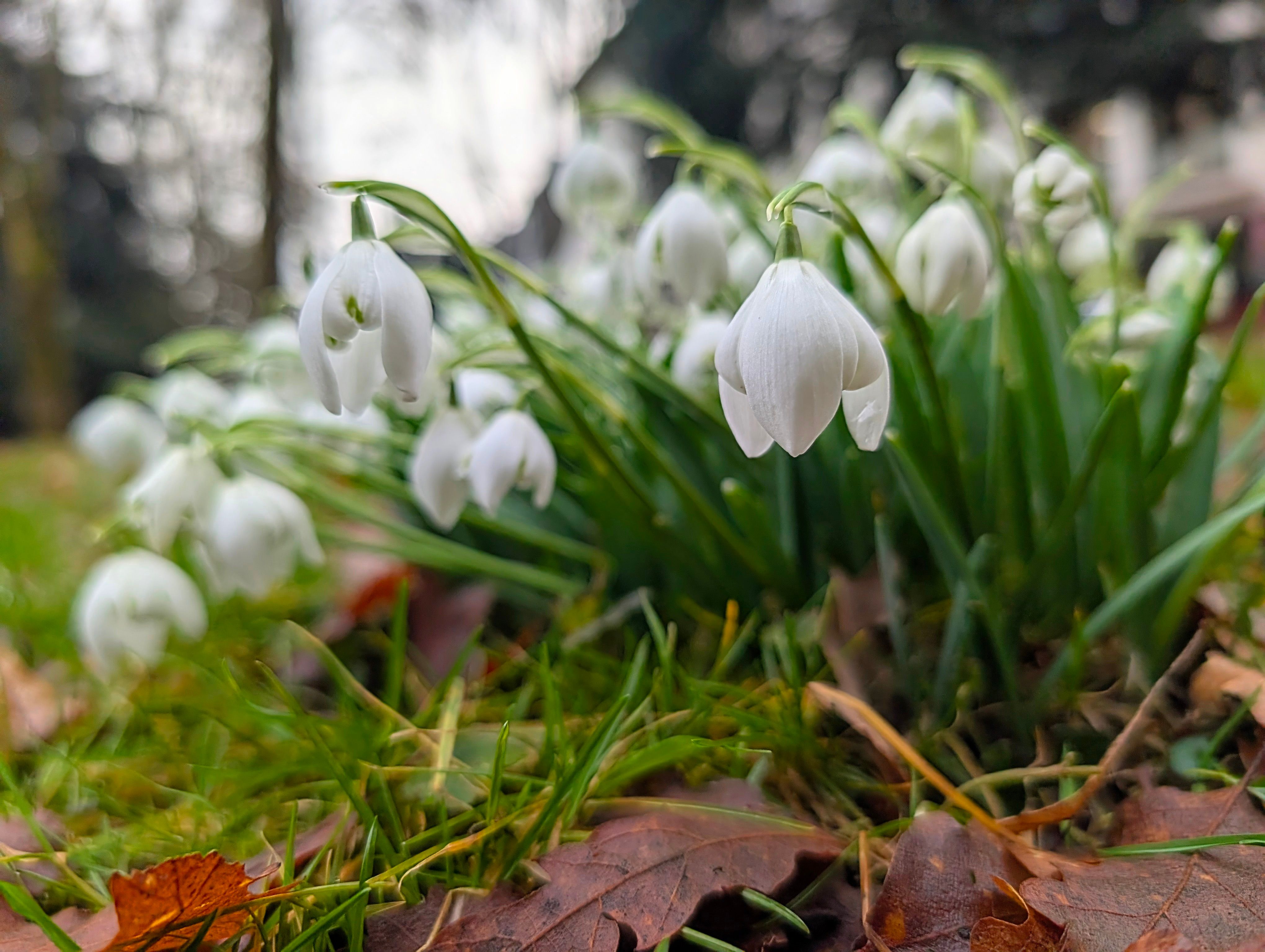 Close-up of Snowdrops Blooming in Early Spring · Free Stock Photo