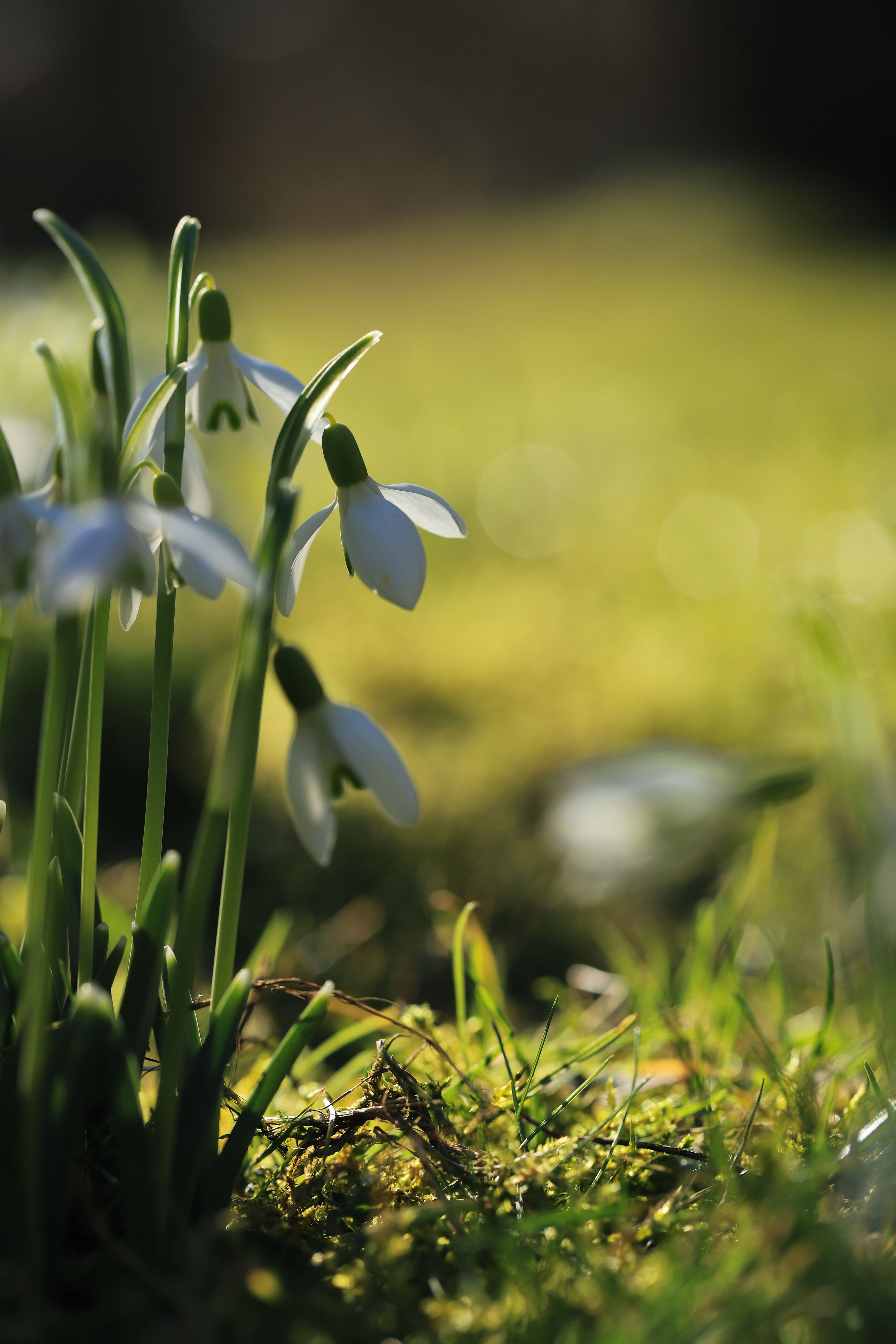 First Day Of Spring Photos, Download The BEST Free First Day Of Spring ...