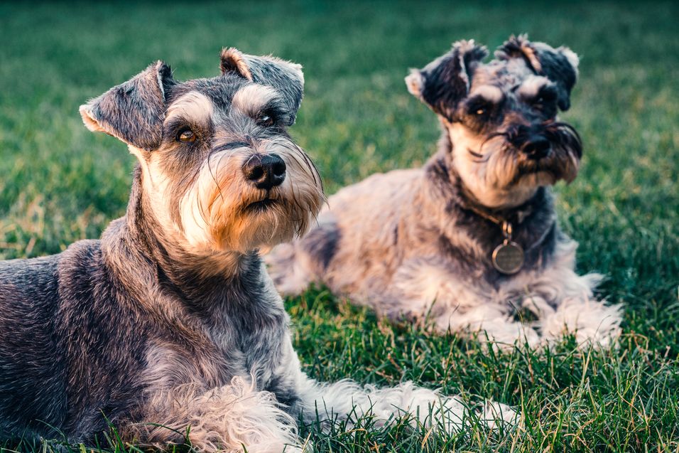 Discover the Yorkie Schnauzer: A Comprehensive Breed Guide