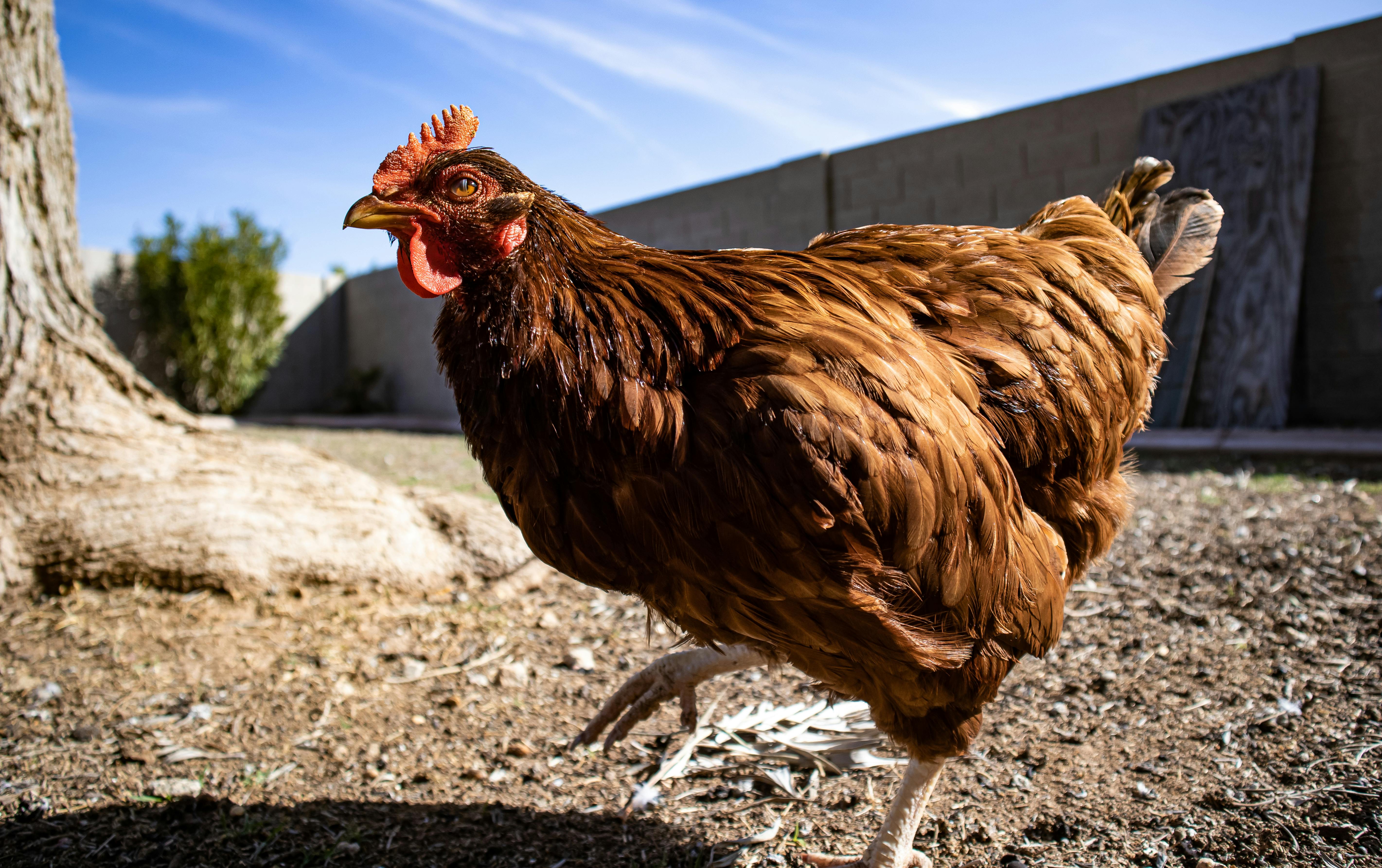 Brown Hen · Free Stock Photo