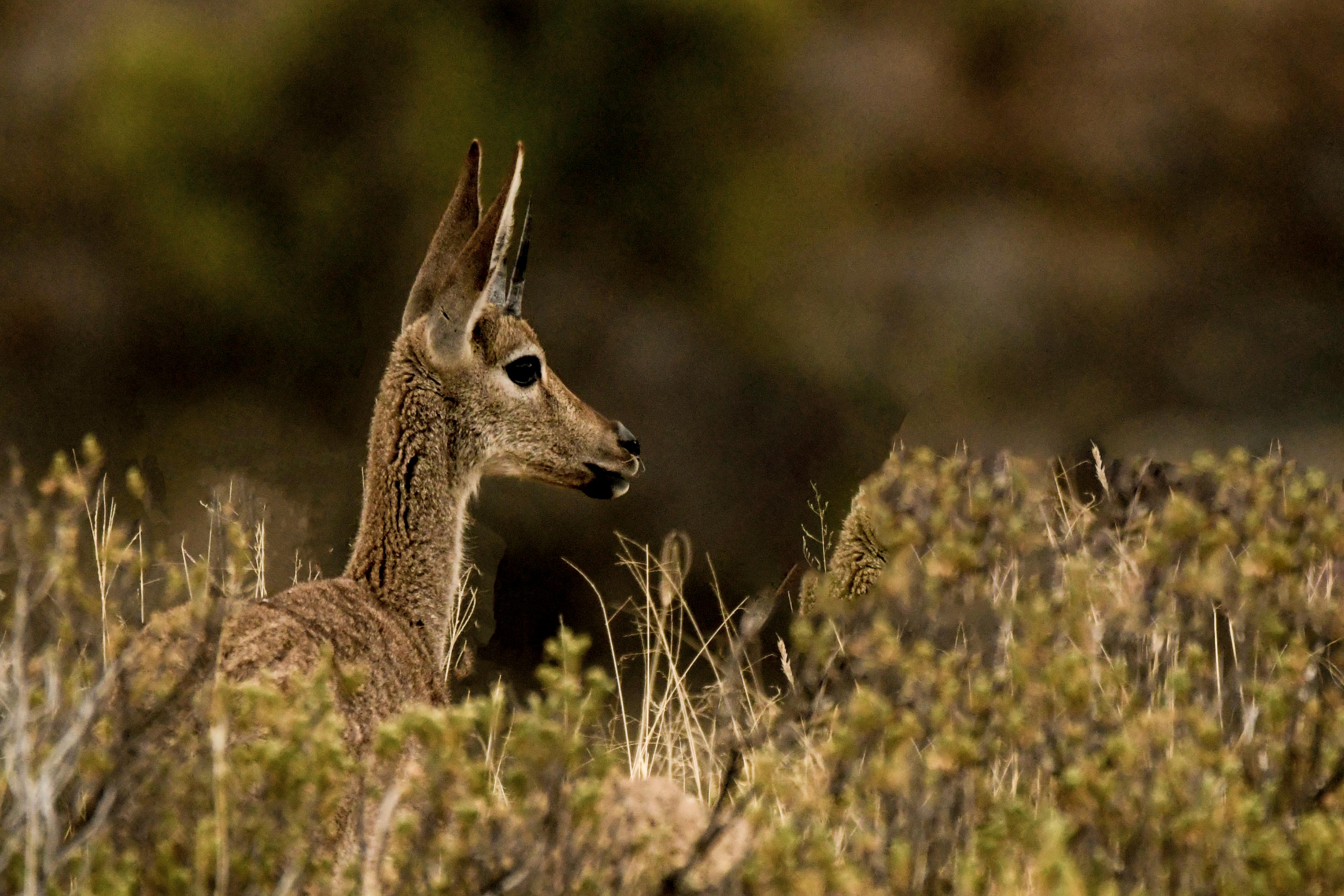 Selective Photography of Gray Moose · Free Stock Photo