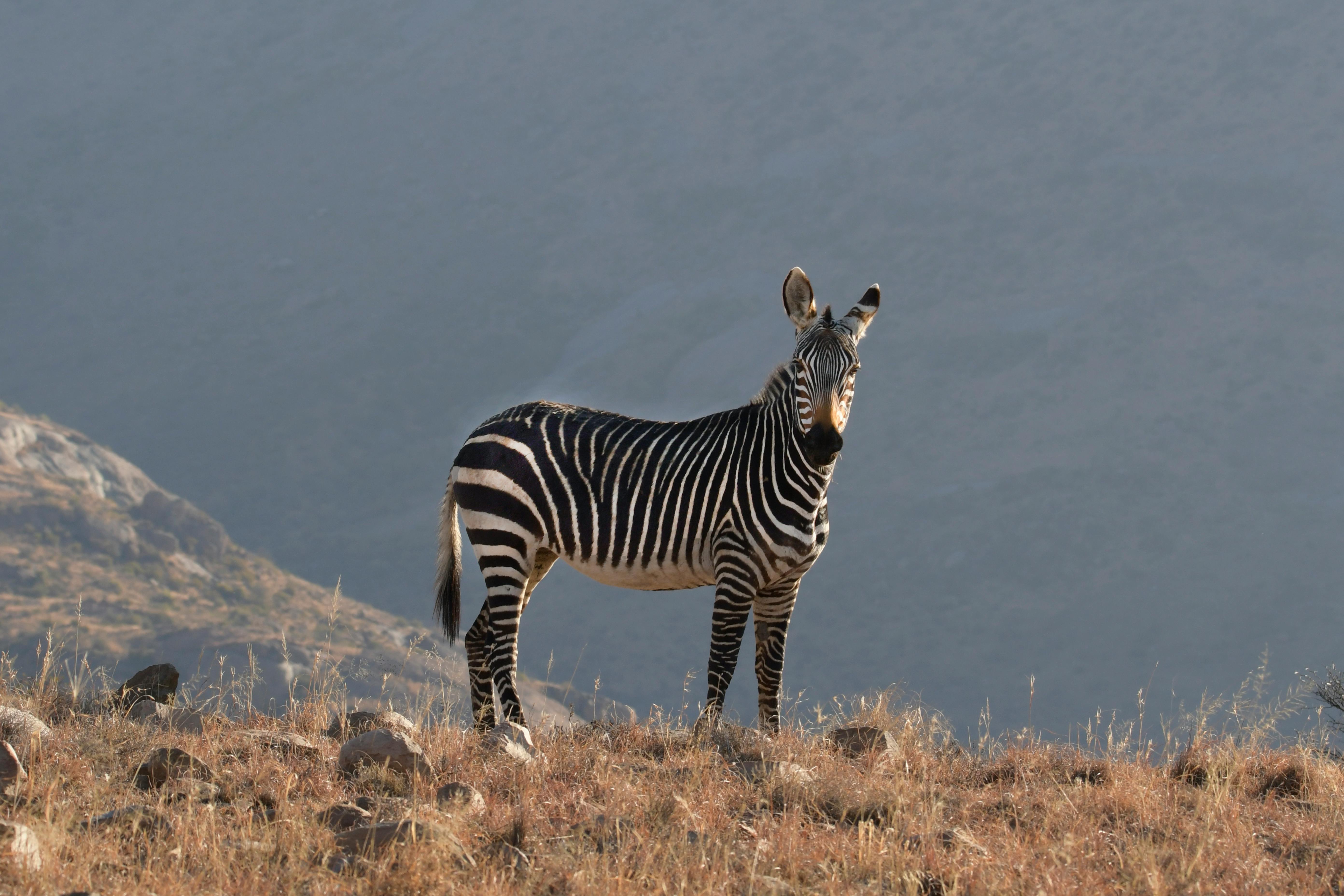 Zebra Near Log and Bushes · Free Stock Photo
