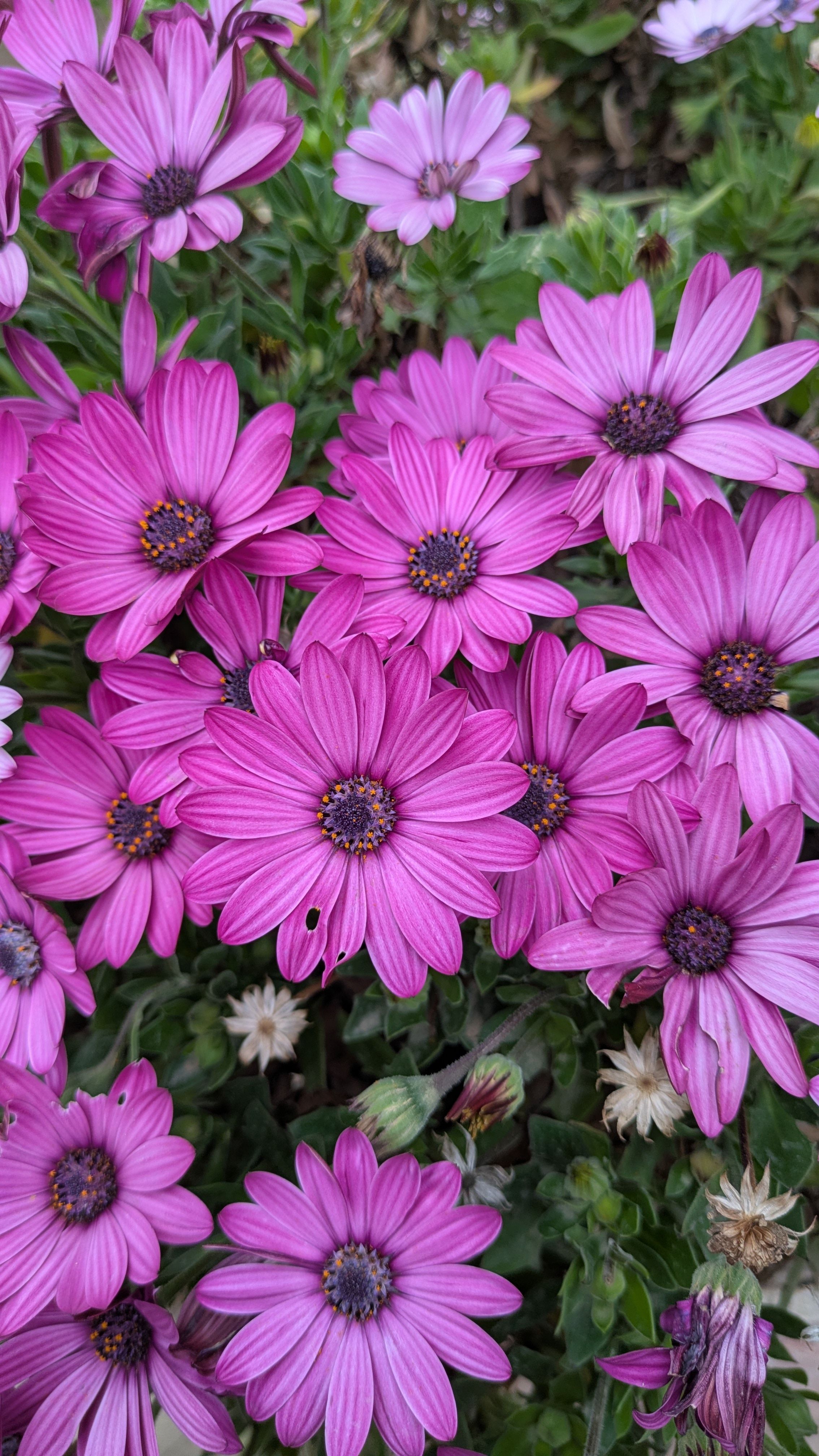 Vibrantes Flores De Margarita Africana De Color Púrpura En Flor · Foto ...