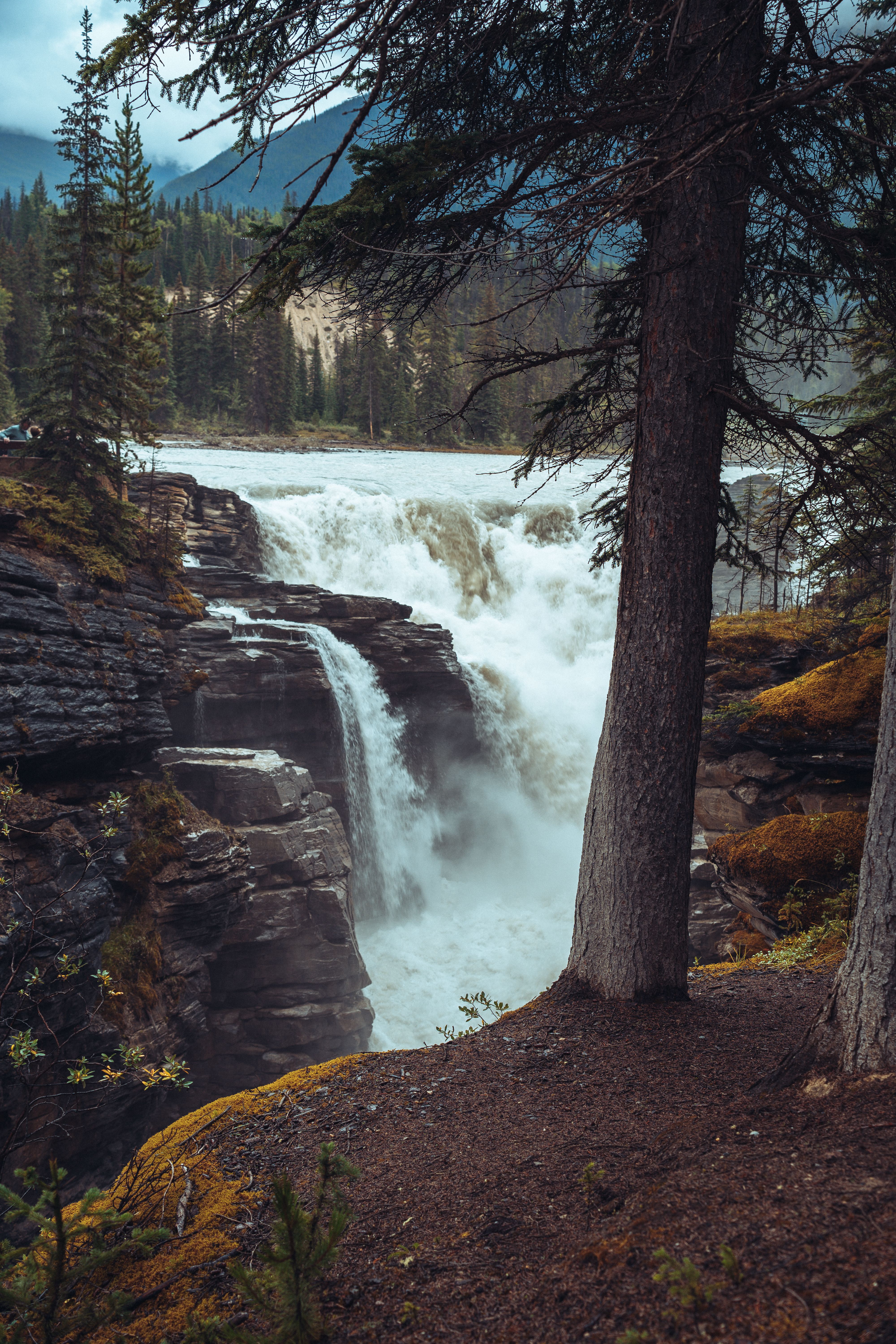 Majestic Waterfall in Pristine Forest Setting · Free Stock Photo