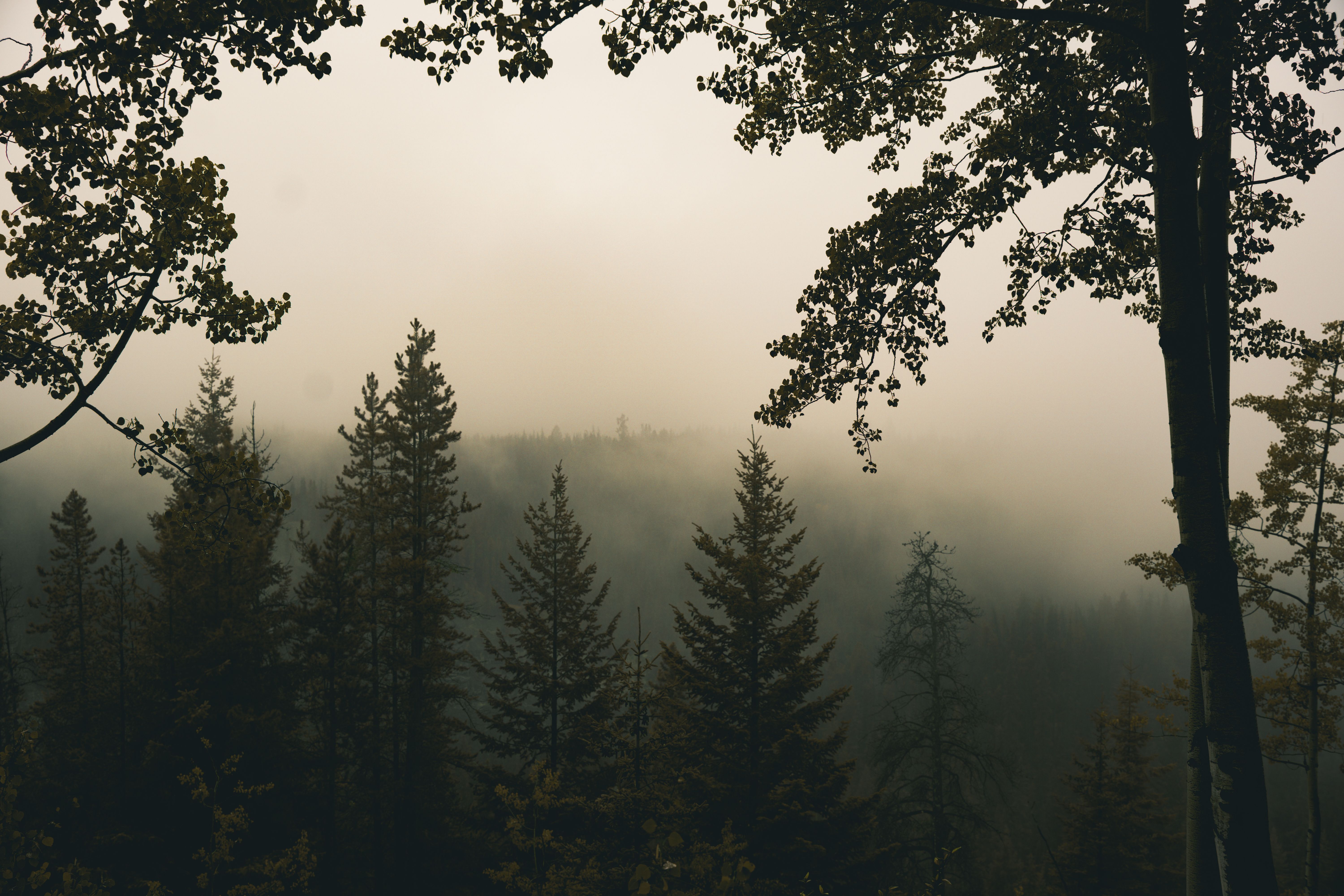 Bosque Brumoso Con árboles Altos En La Atmósfera · Foto de stock gratuita