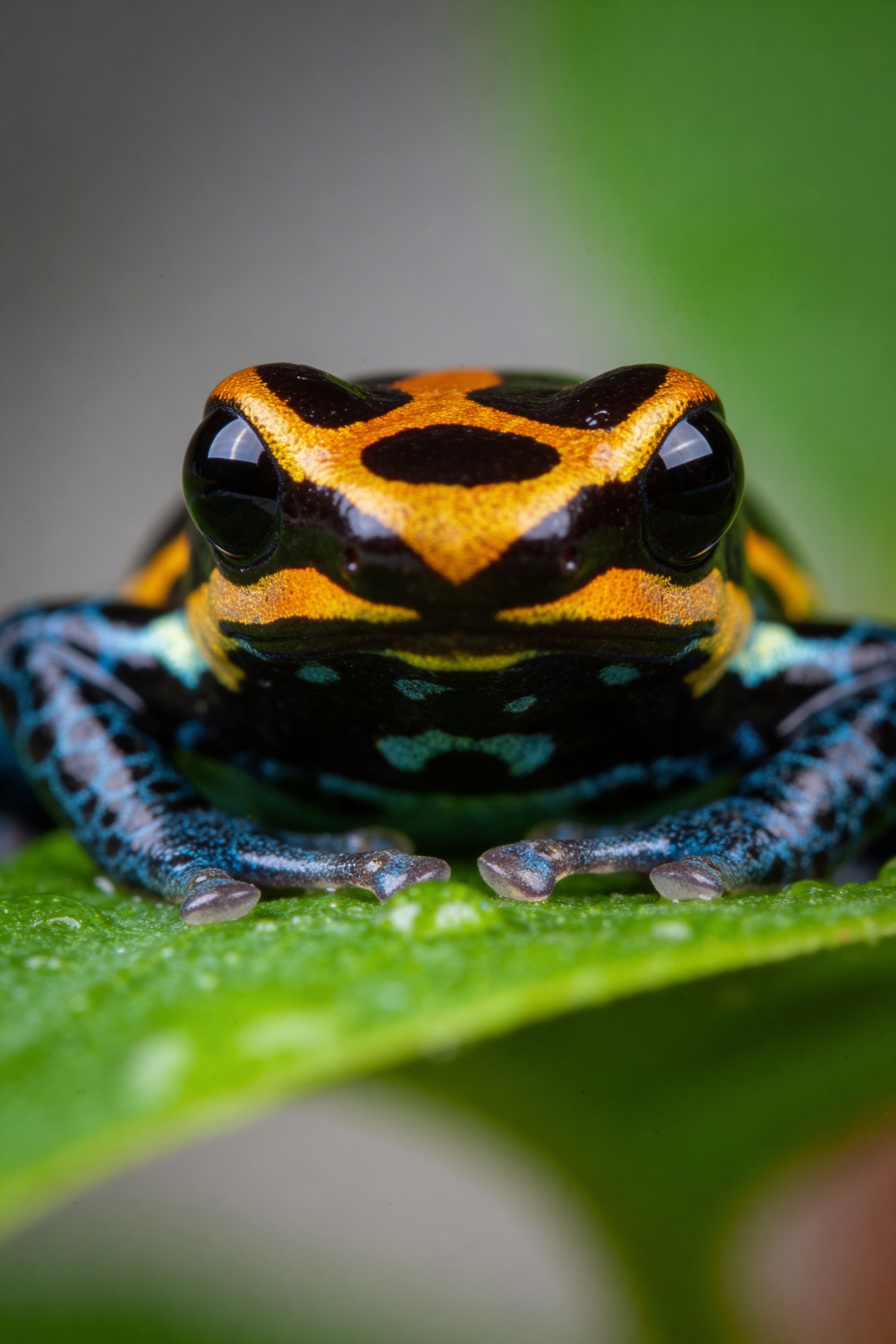 Ranitomeya Ventrimaculata Poison Dart Frog Close-up · Free Stock Photo