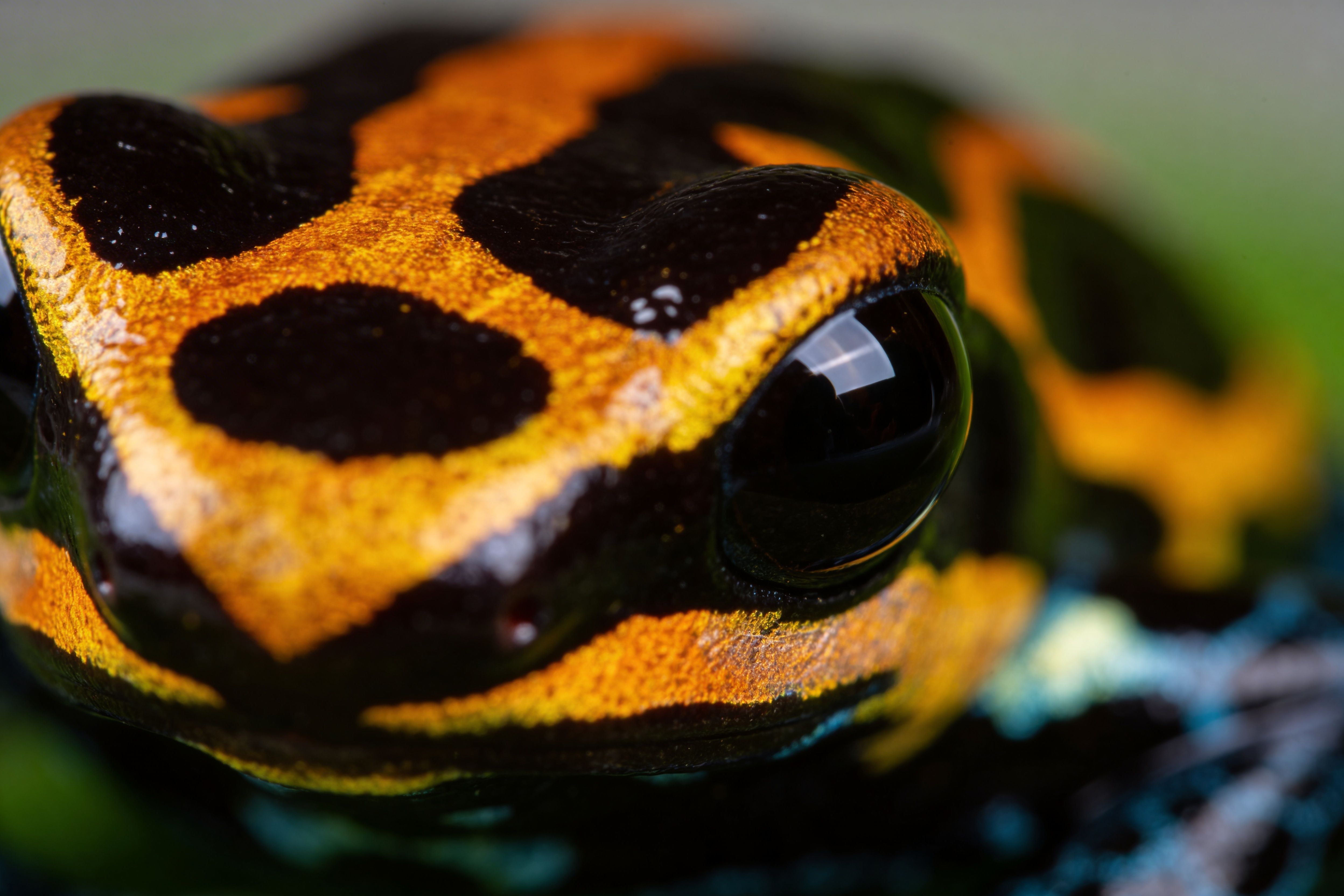 Vibrant Macro of a Poison Dart Frog · Free Stock Photo