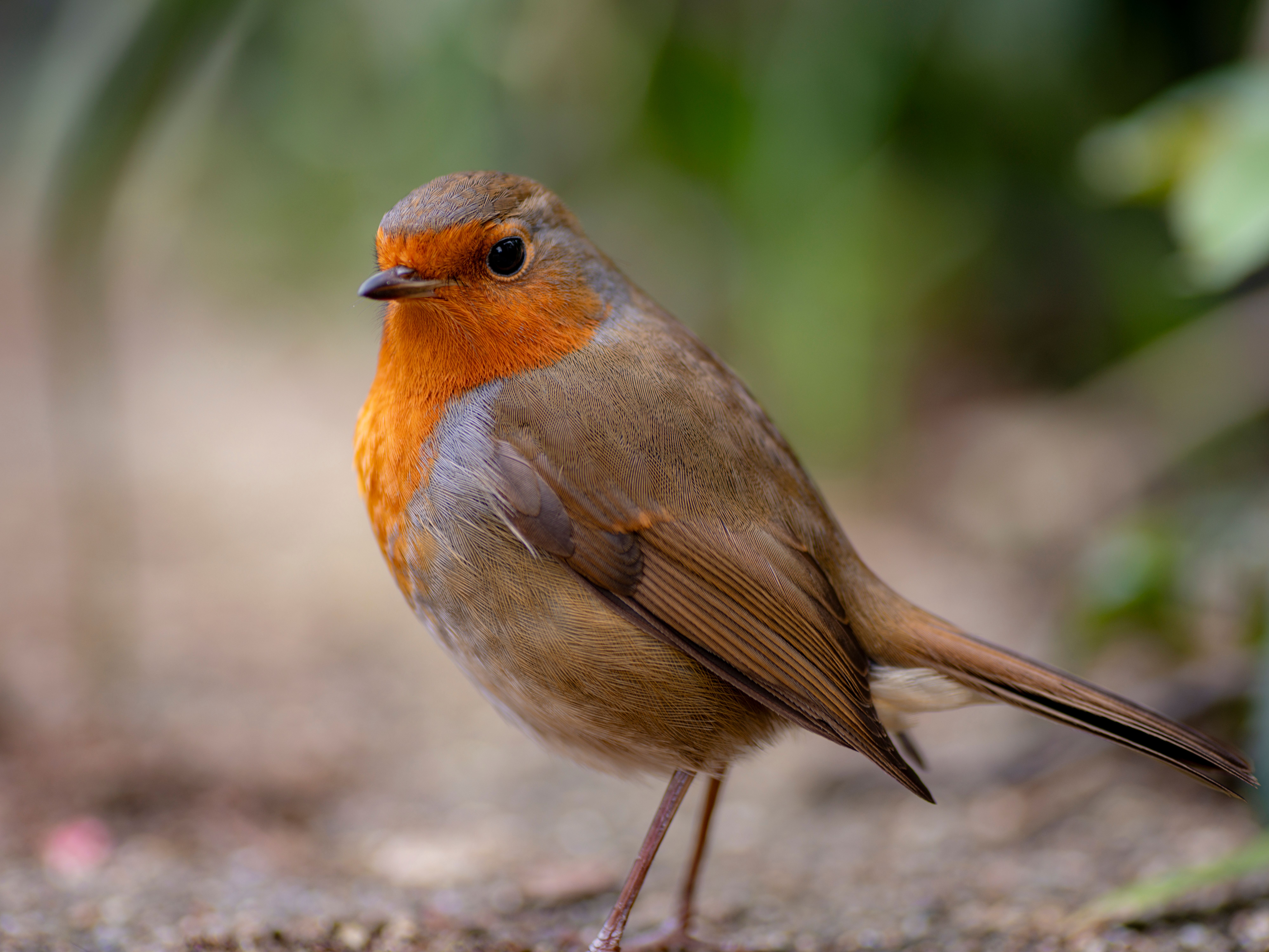 Close-Up of European Robin in Central London · Free Stock Photo