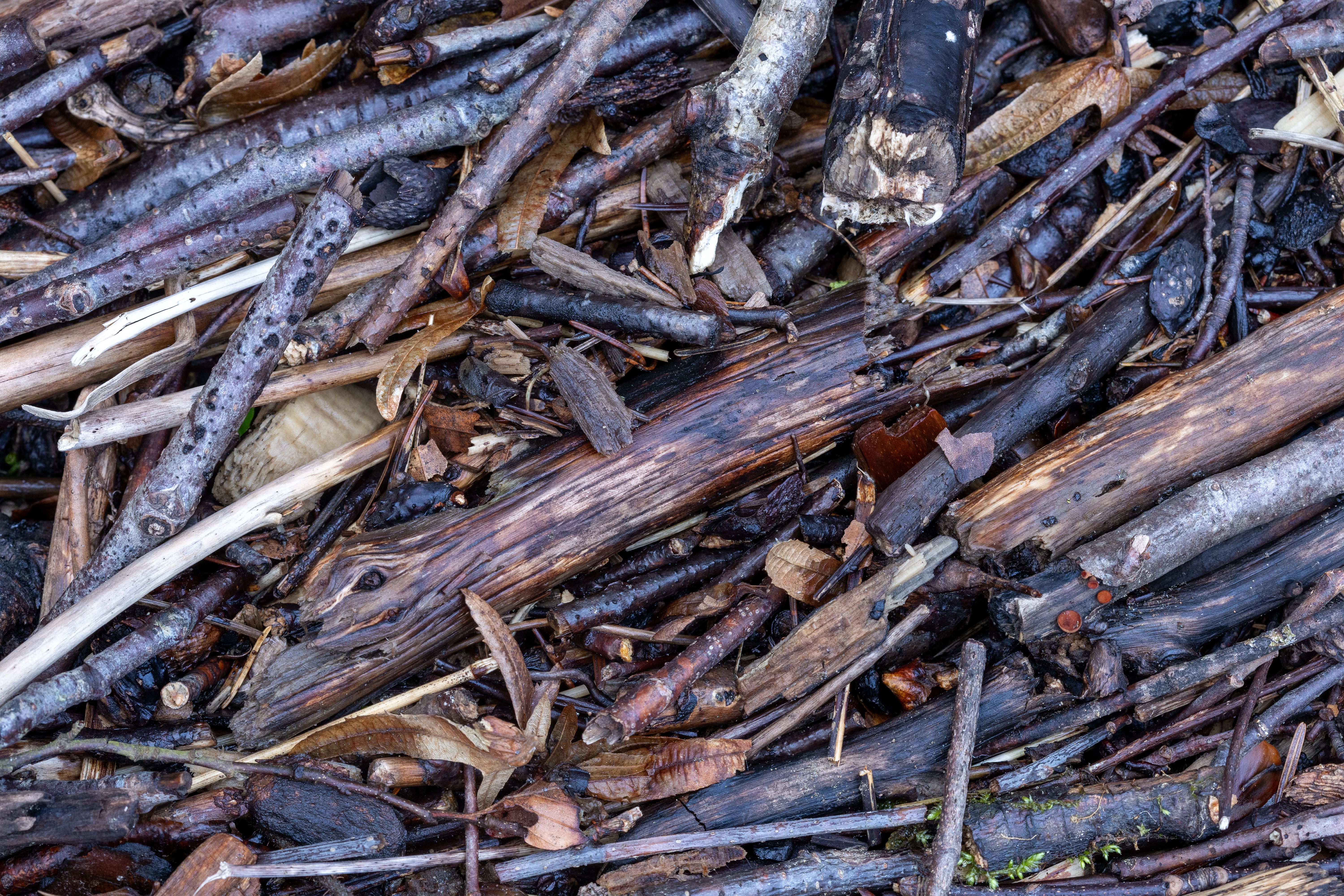Close-up of Natural Driftwood and Twigs · Free Stock Photo