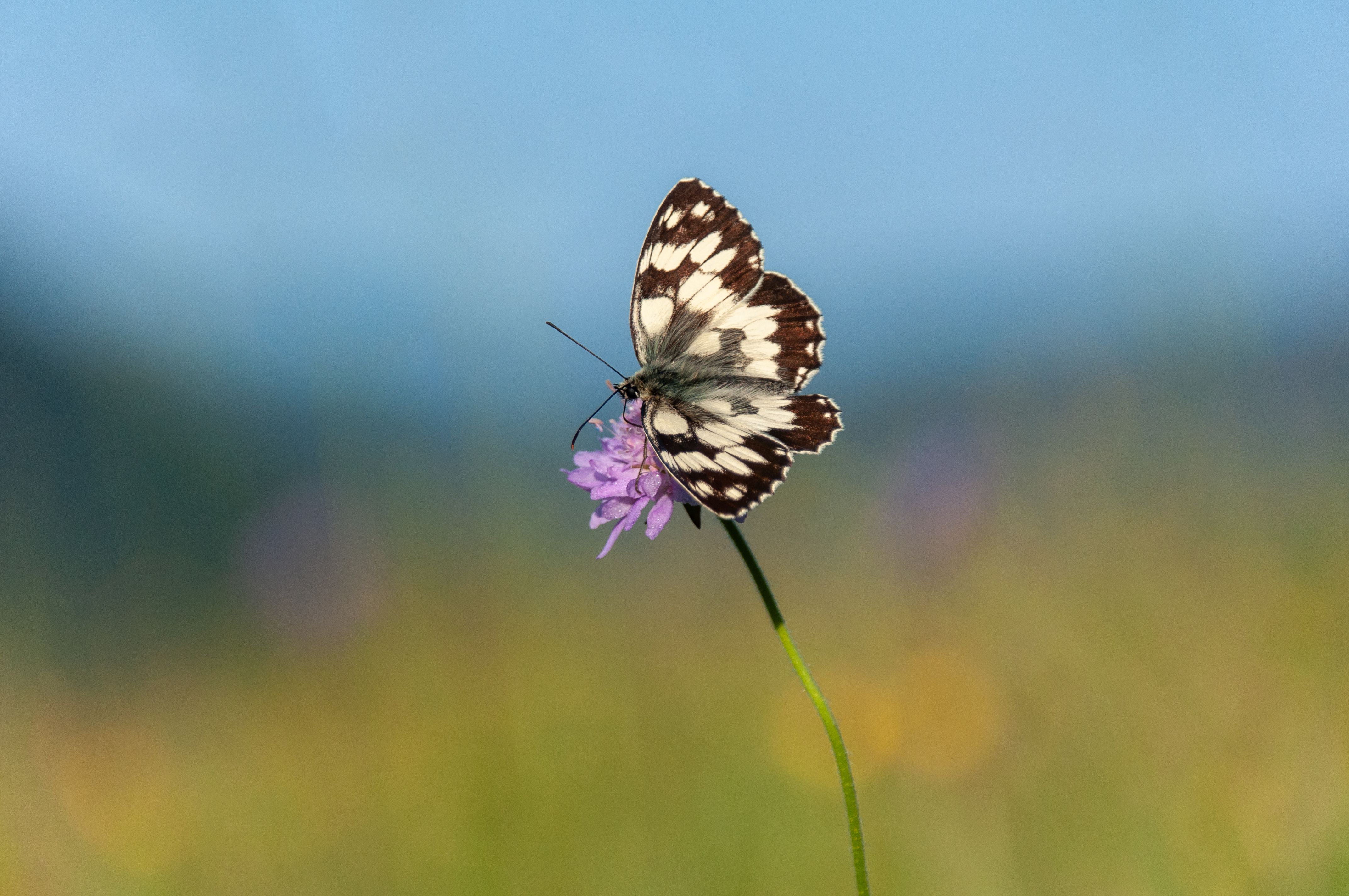 Island Marble Butterfly Photos, Download The BEST Free Island Marble ...