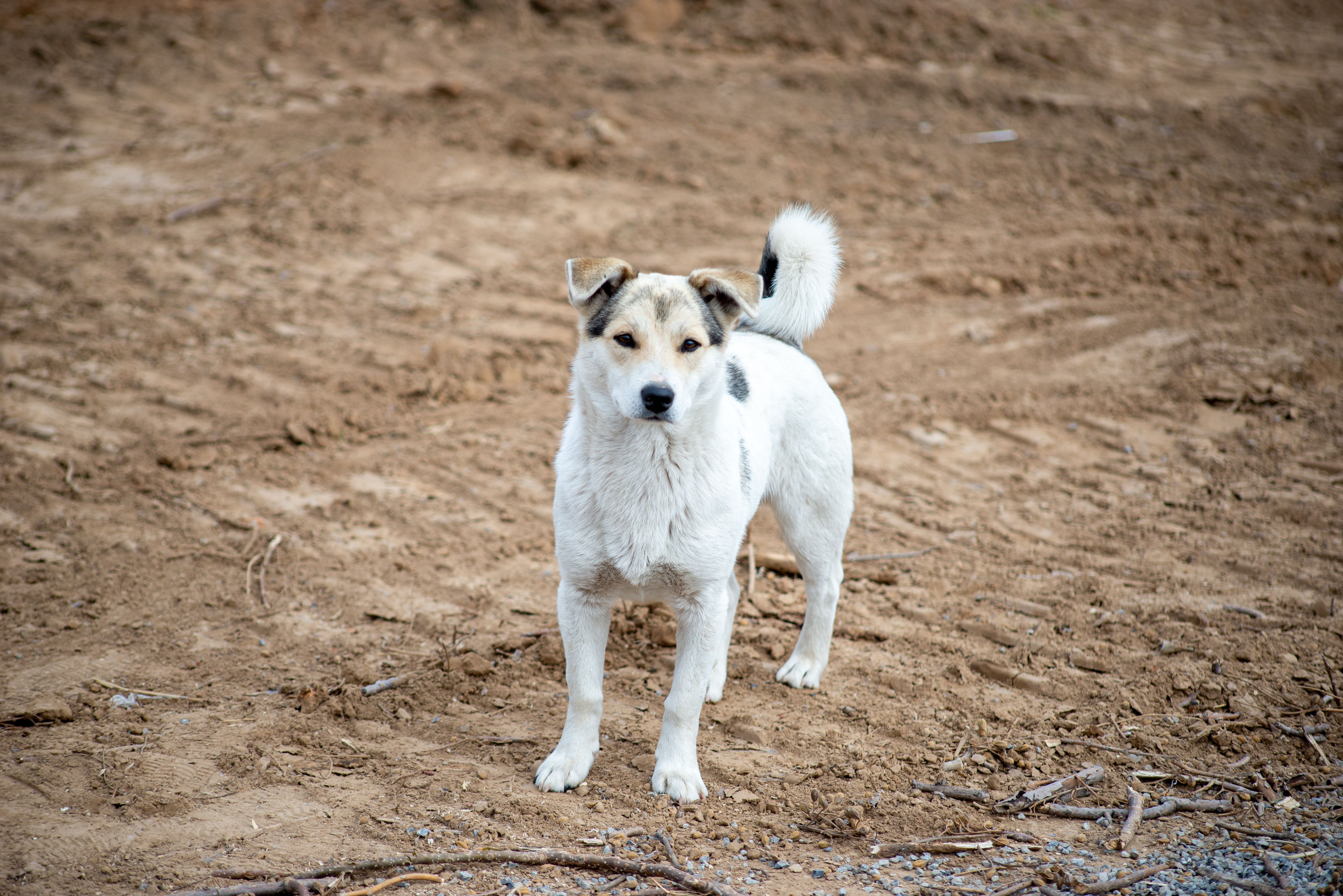 Dog Standing Photos, Download The BEST Free Dog Standing Stock Photos ...