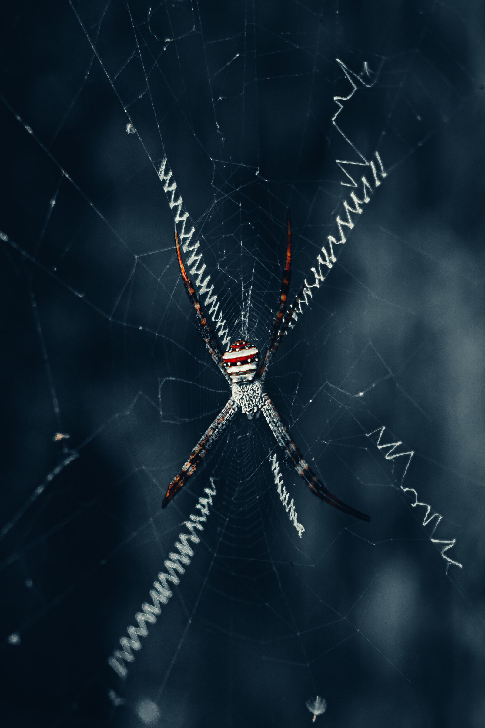 Spider Aesthetic Photos, Download The BEST Free Spider Aesthetic Stock ...