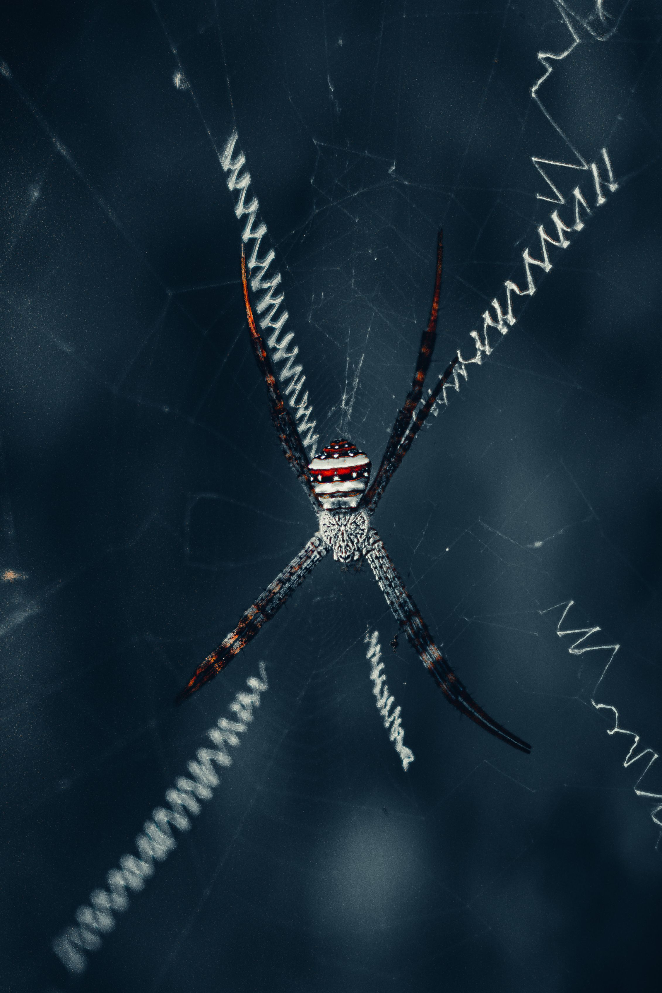 Spider Aesthetic Photos, Download The BEST Free Spider Aesthetic Stock ...