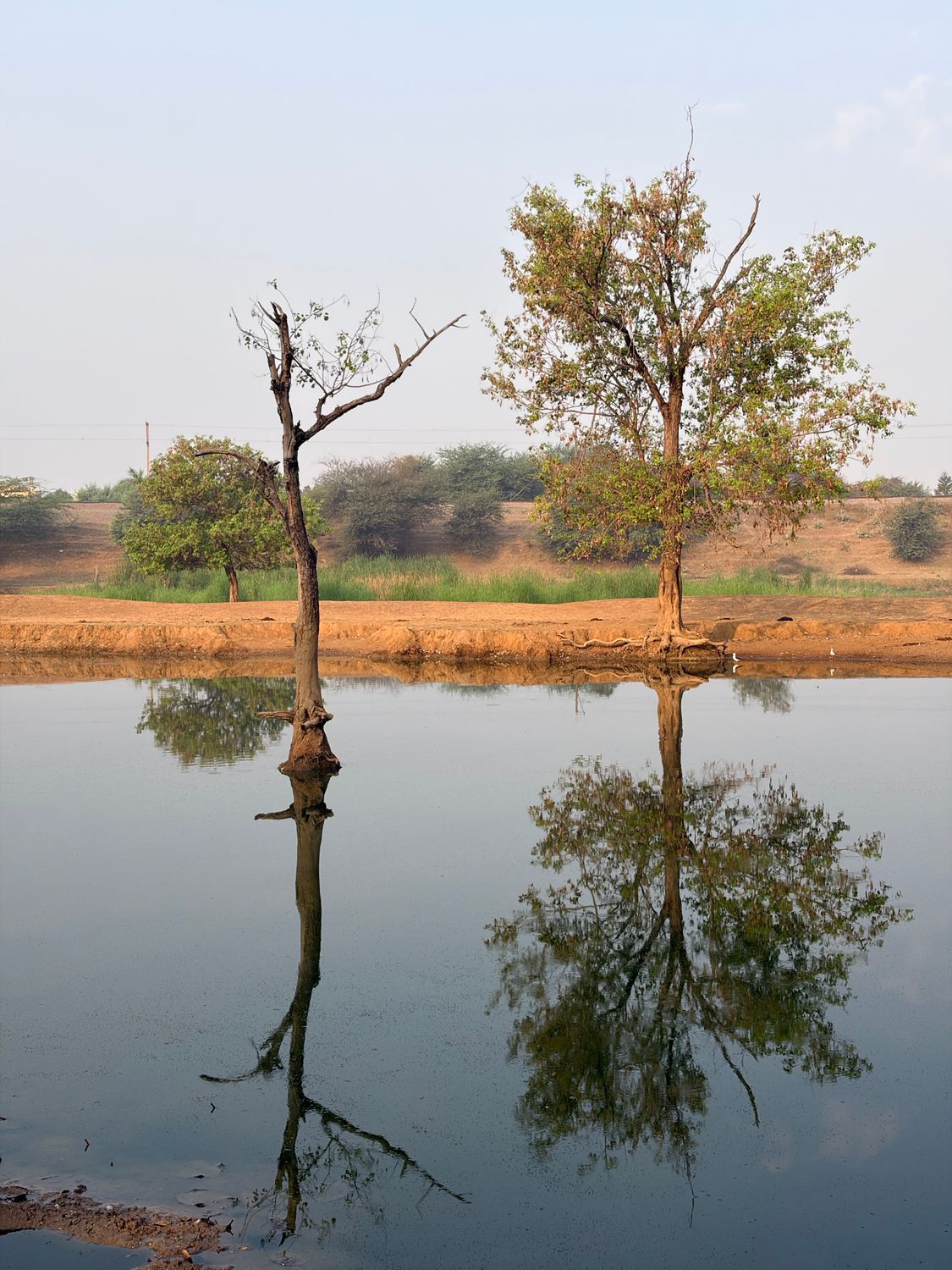 Serene Lake Reflection with Lone Trees · Free Stock Photo