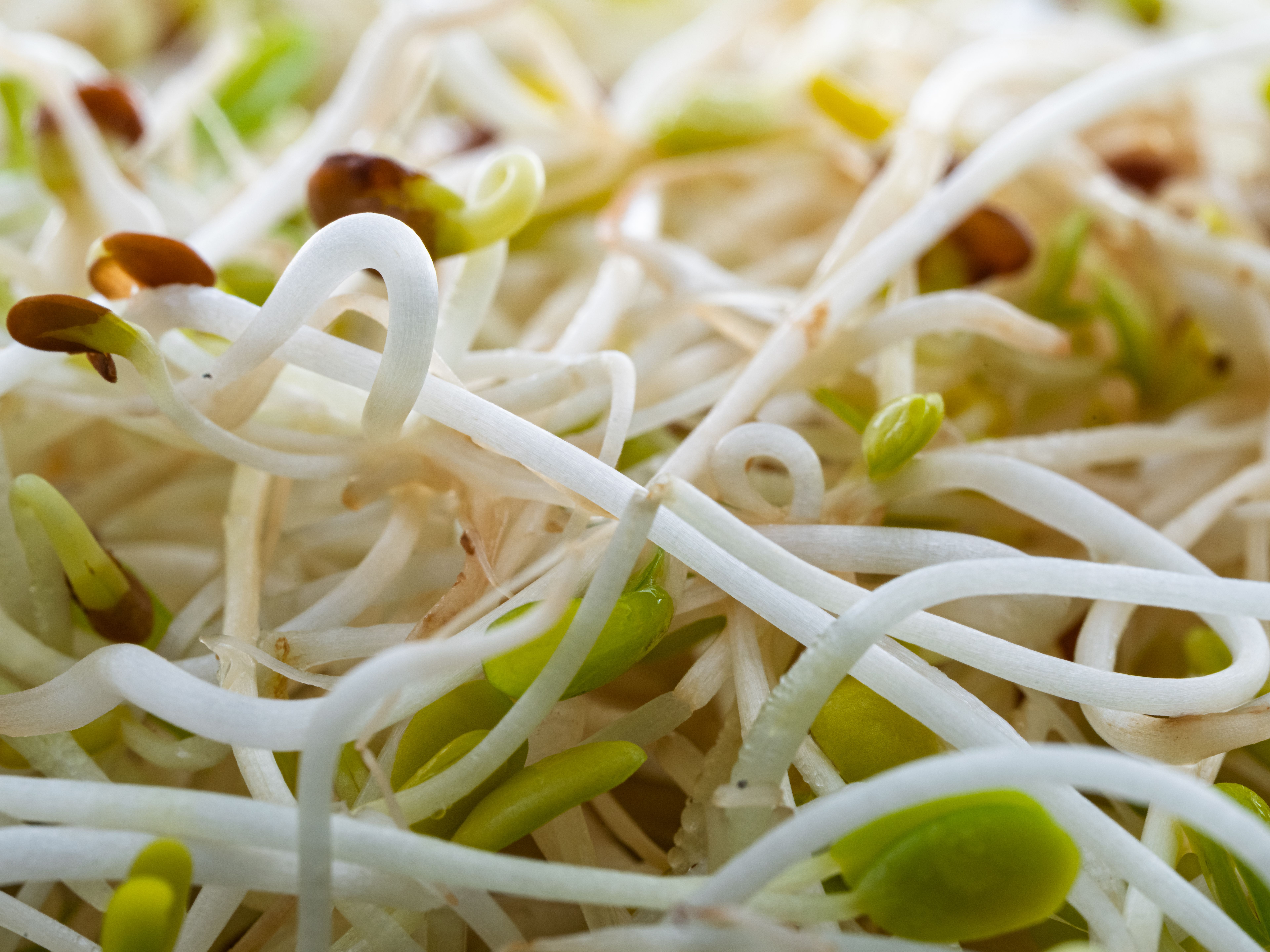 Sprouts Photos, Download The BEST Free Sprouts Stock Photos & HD Images