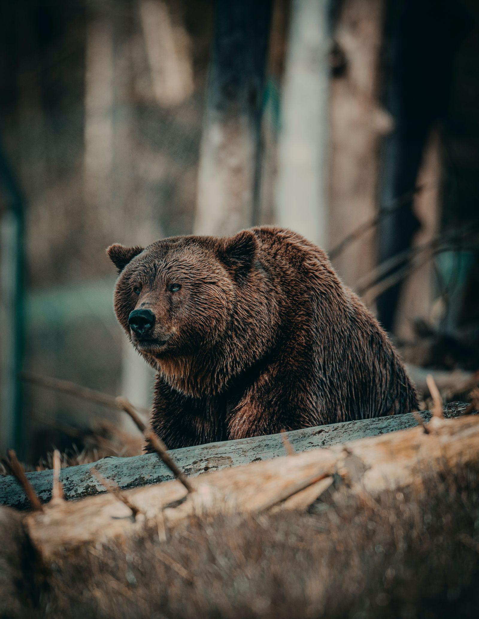 4,000+ Best Bear Photos · 100% Free Download · Pexels Stock Photos
