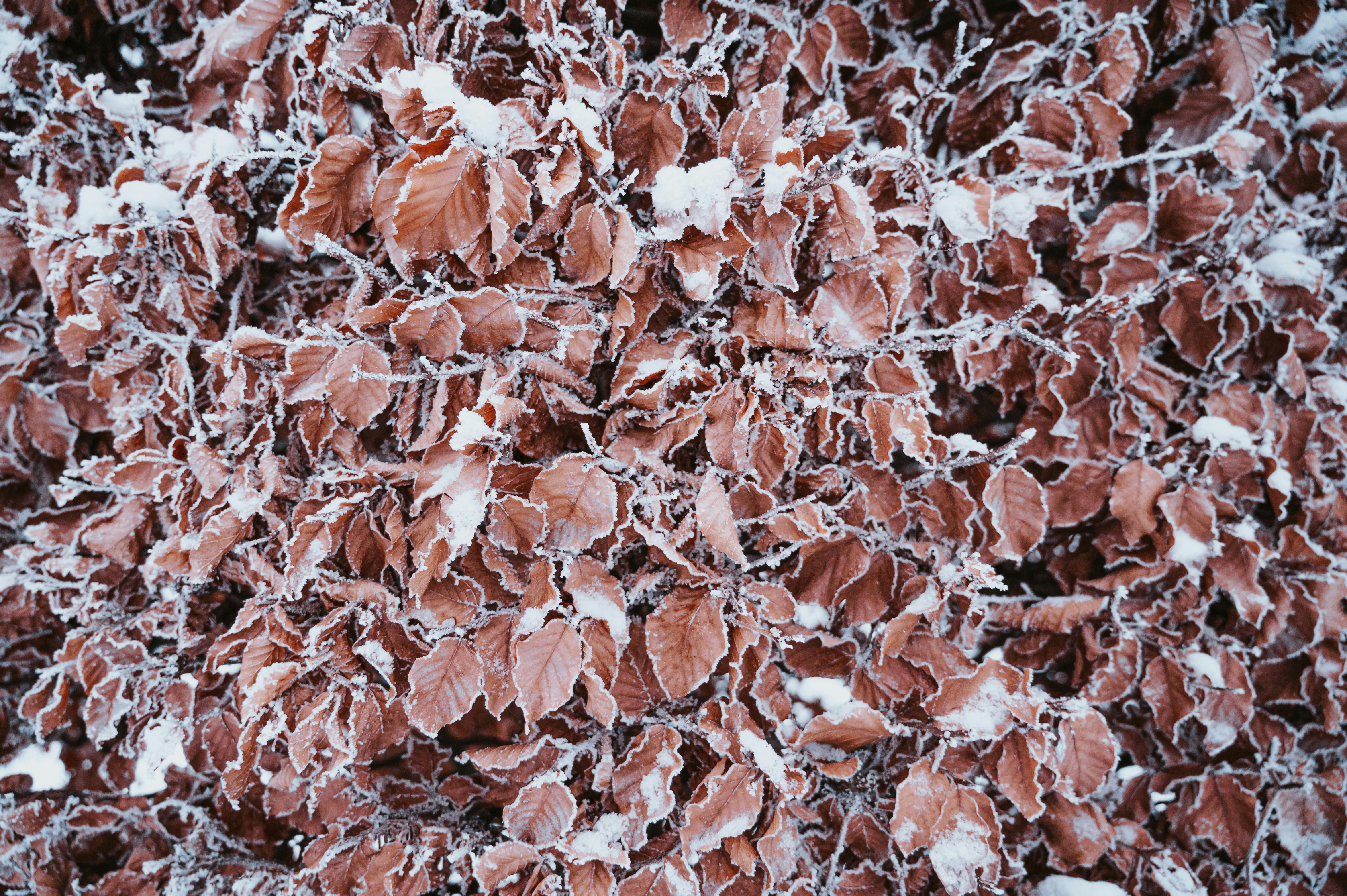 Brown Dried Leaves on the Ground · Free Stock Photo