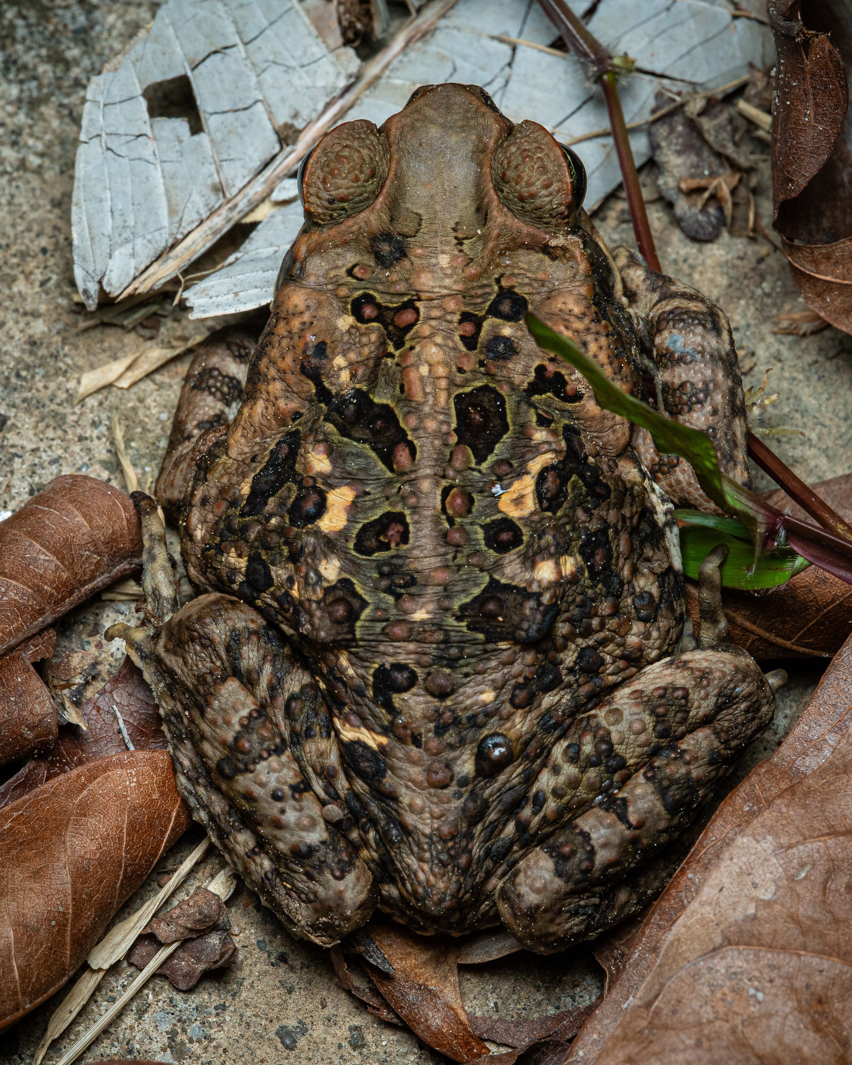 Sapo Común De Surinam En Su Hábitat Natural · Foto de stock gratuita