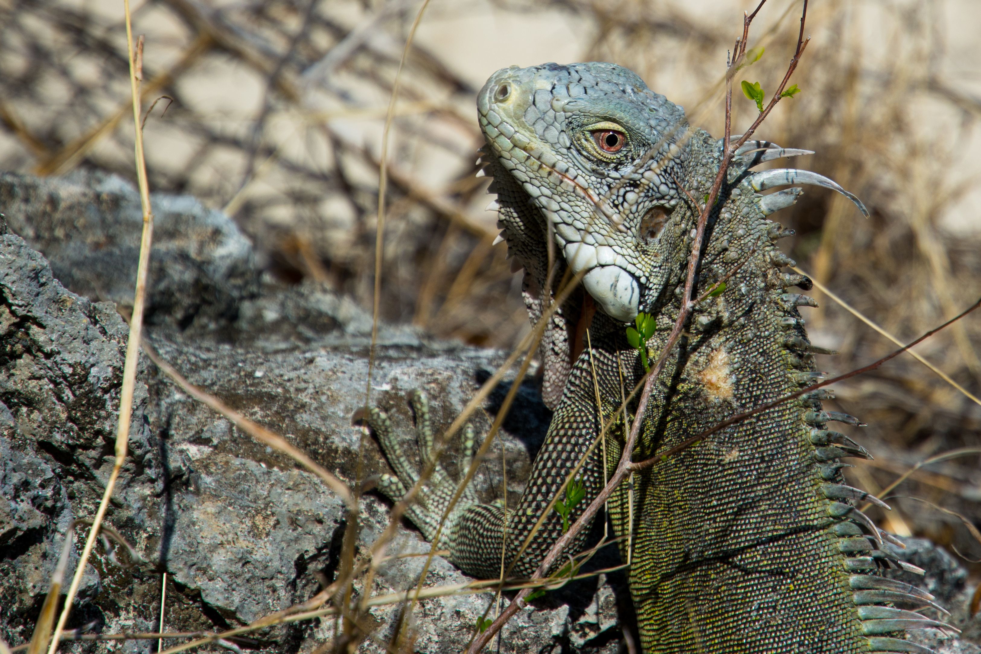 Foto de stock gratuita sobre animal, iguana, lagartija