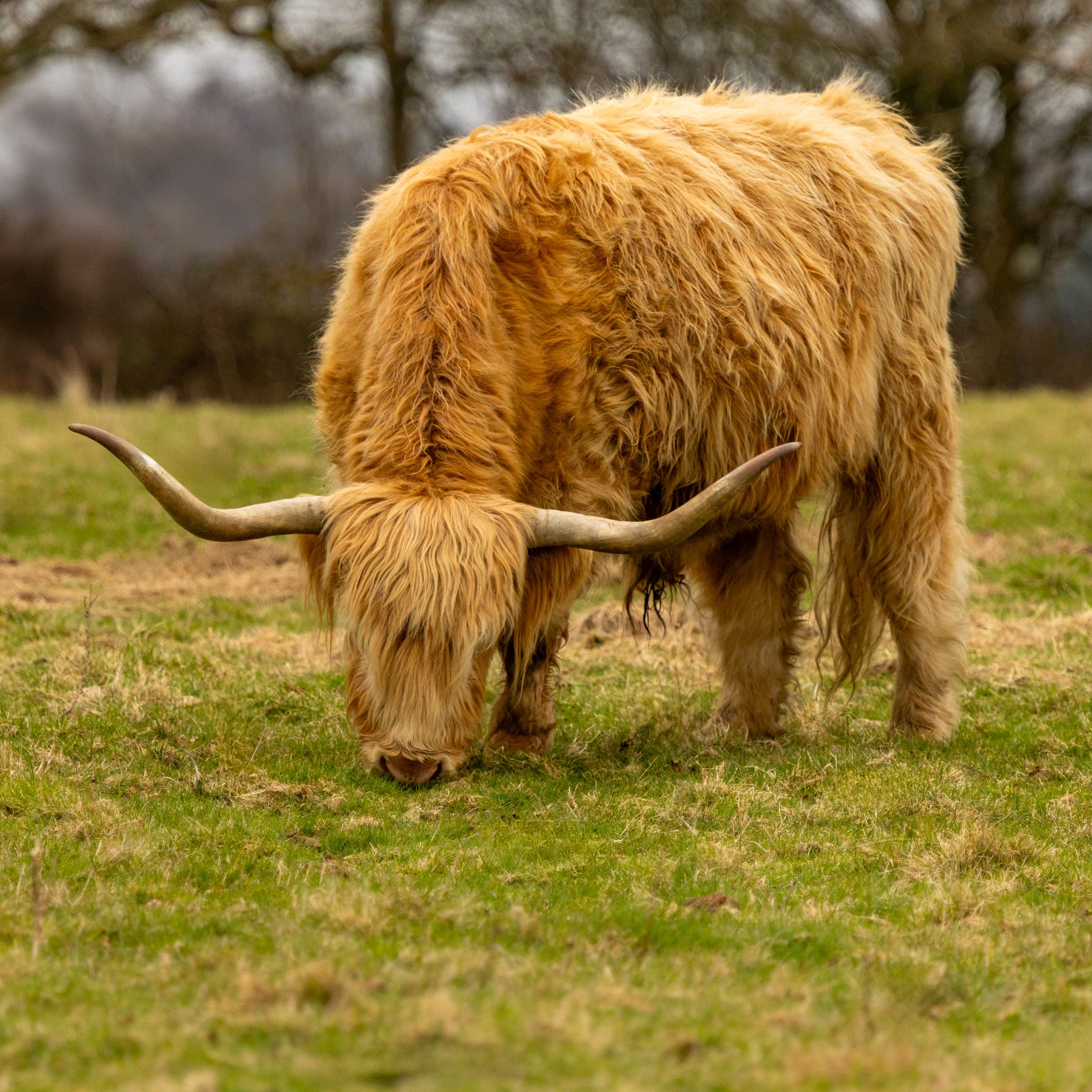 Highland Cow Grazing in Scenic Pasture · Free Stock Photo