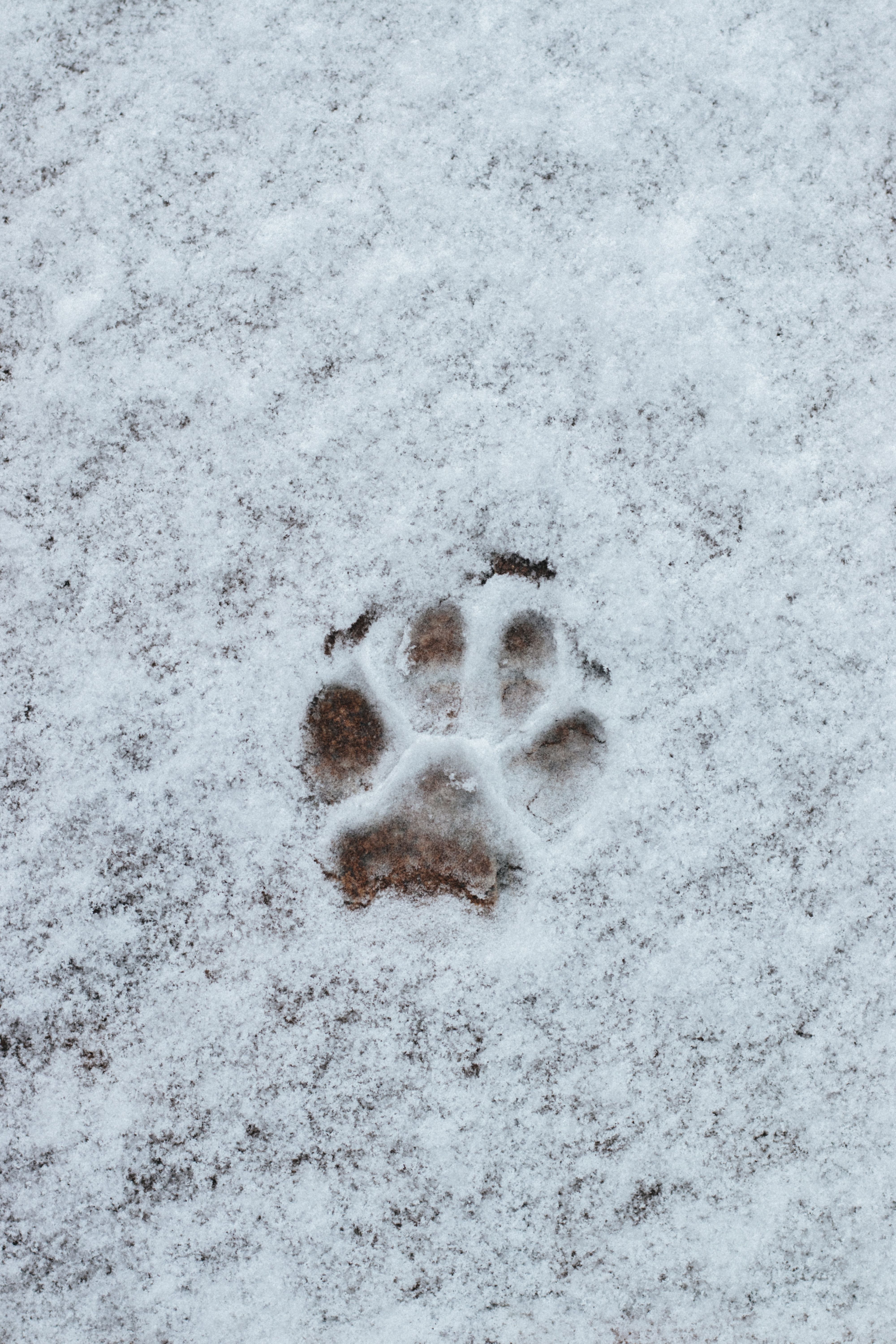 Animal Paw Prints Photos, Download The BEST Free Animal Paw Prints ...