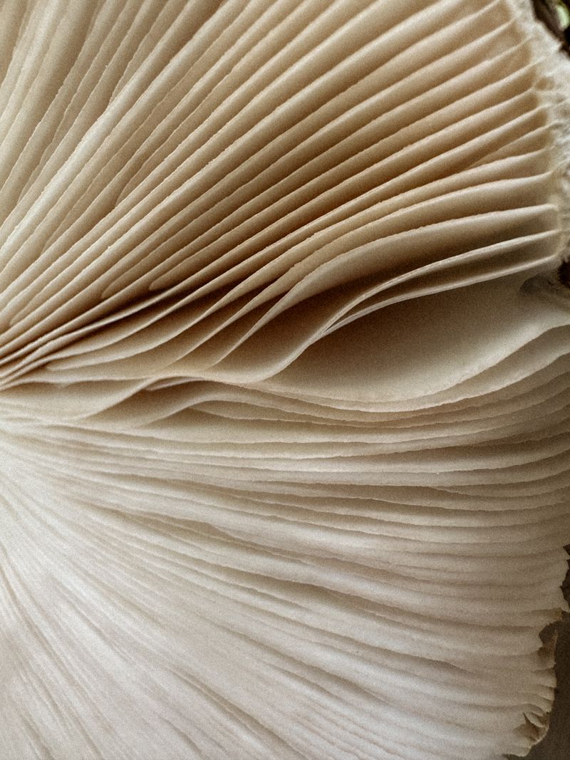 Mushroom Texture Photos, Download The BEST Free Mushroom Texture Stock ...
