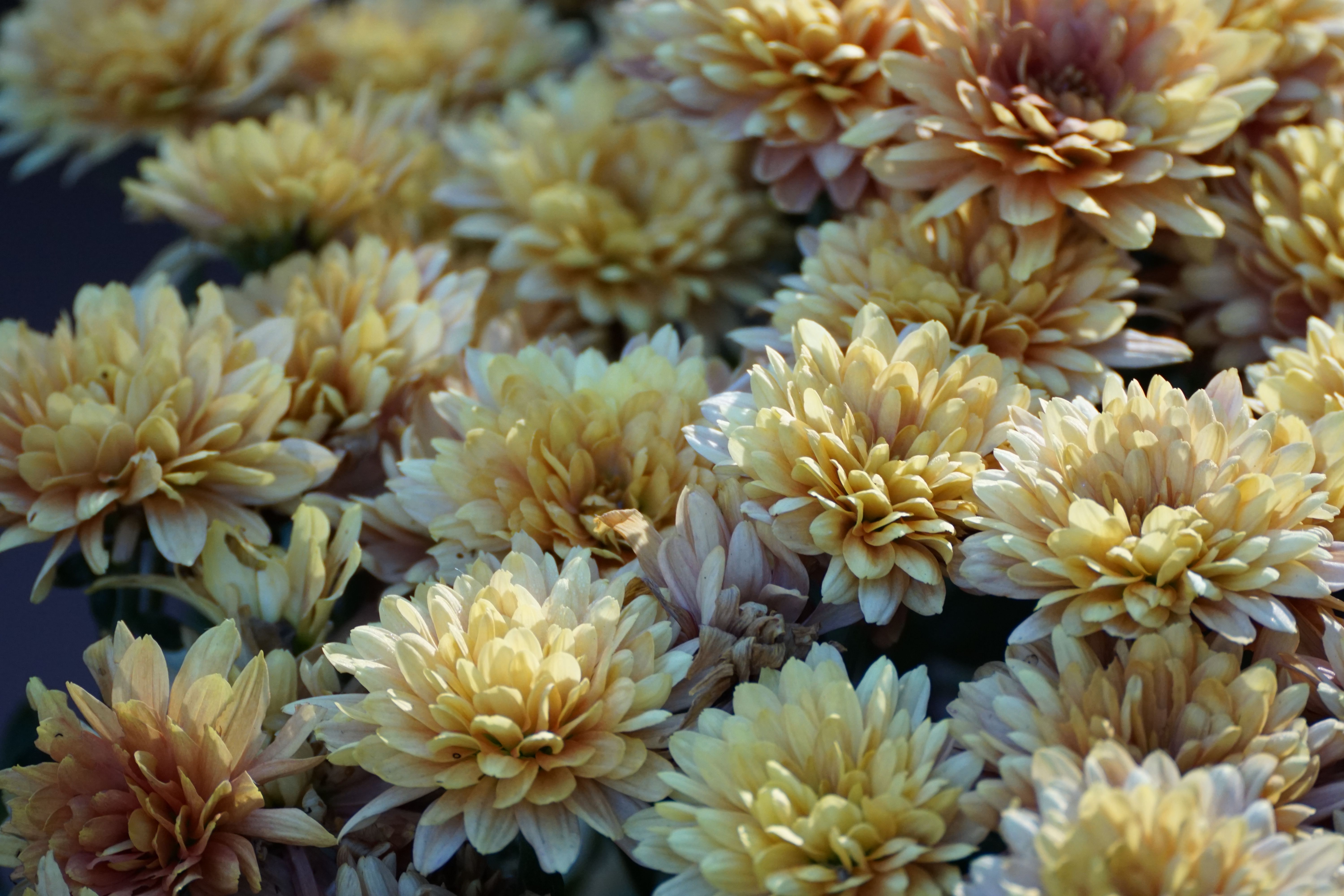 Flower Without Colour Photos, Download The BEST Free Flower Without ...