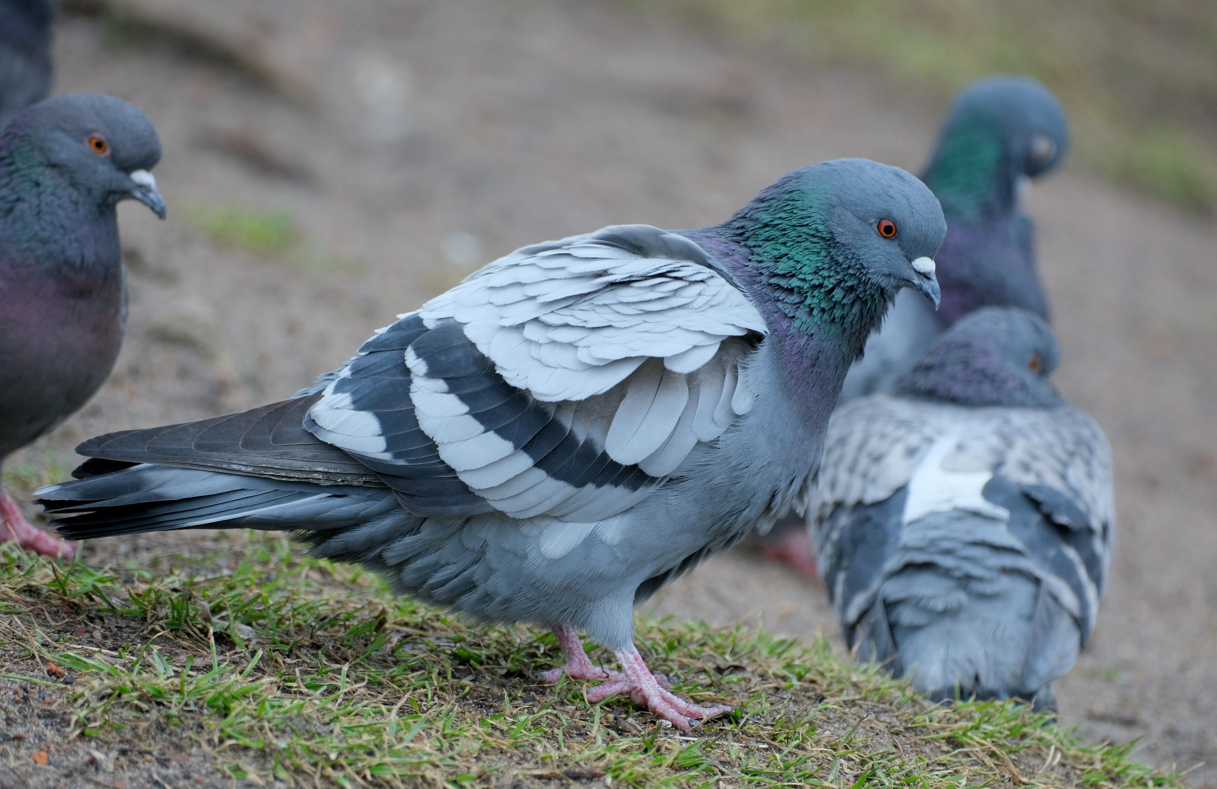 Pigeons Photos, Download The BEST Free Pigeons Stock Photos & HD Images