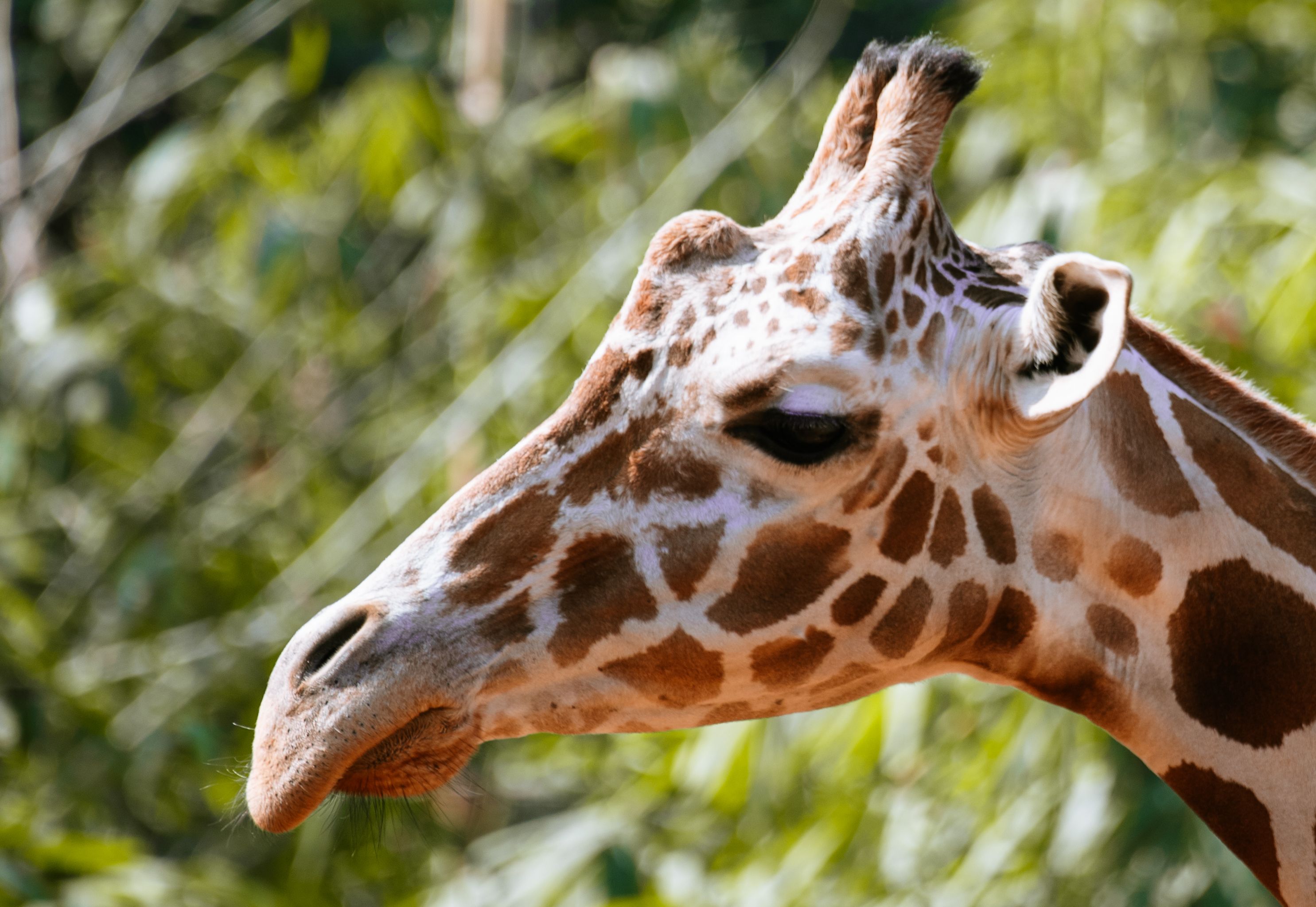 Close-up of a Giraffe in Indian Wildlife Park · Free Stock Photo