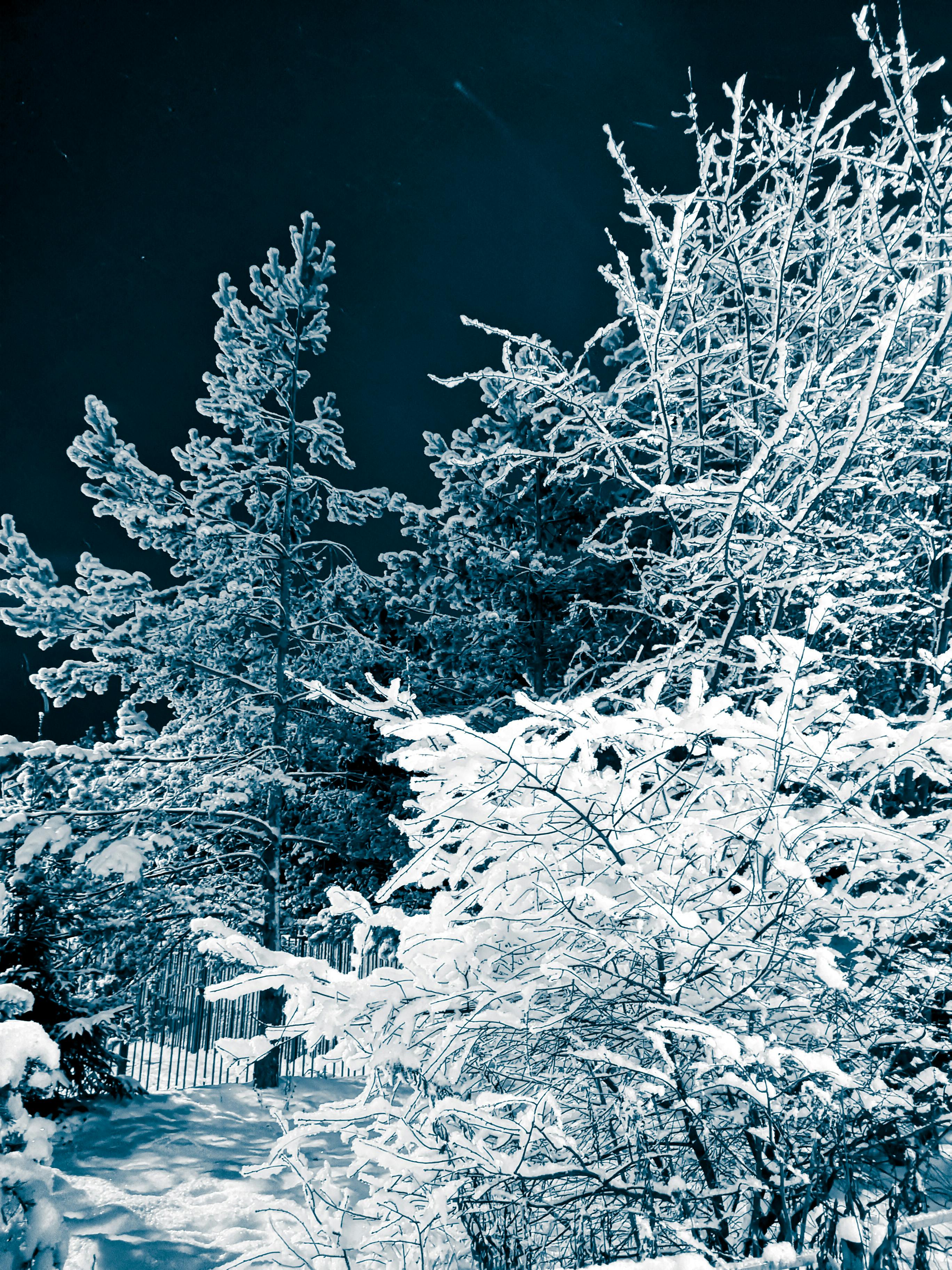Snow Capped Trees · Free Stock Photo