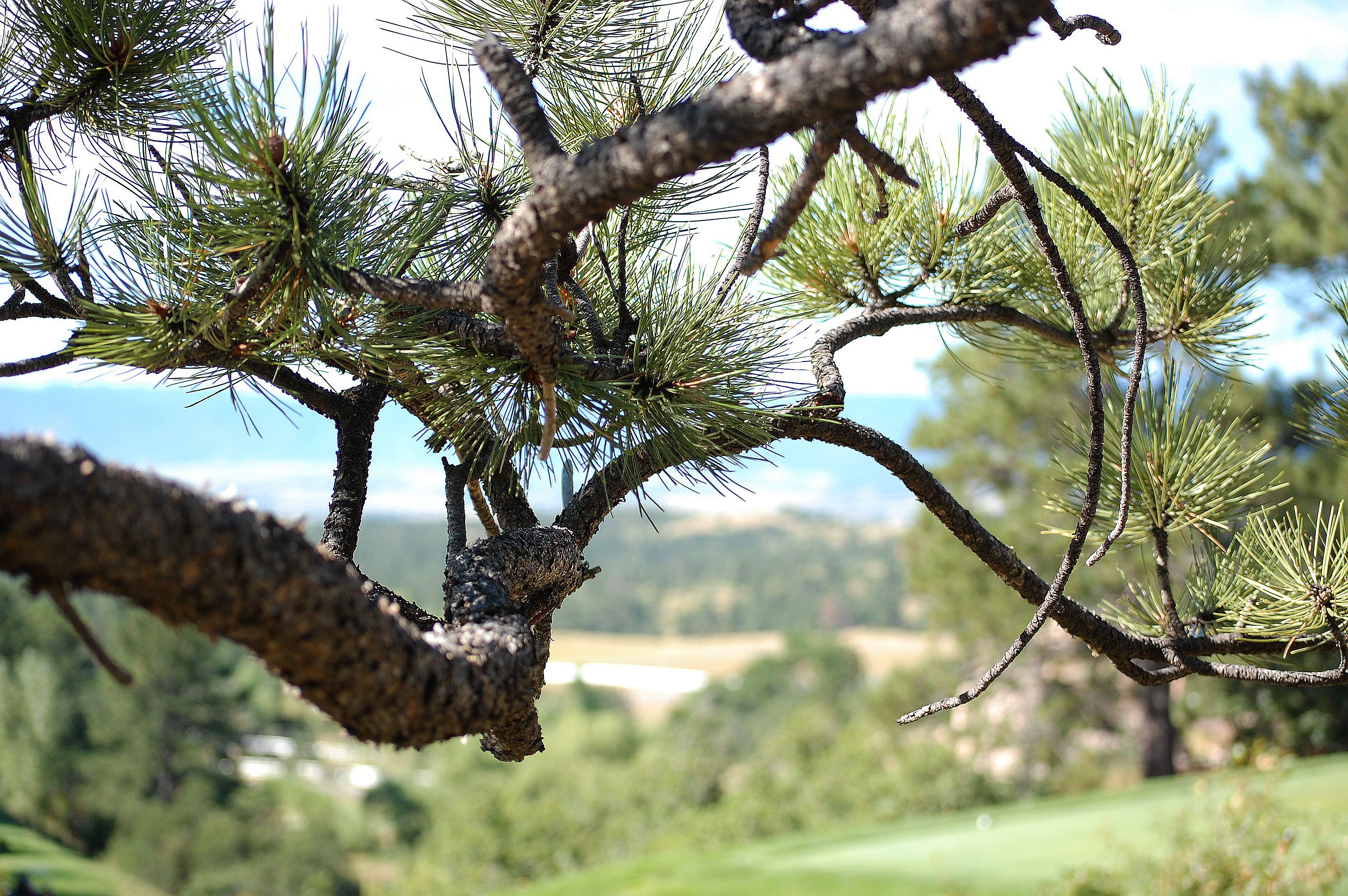 Free stock photo of cart, golf, golf cart