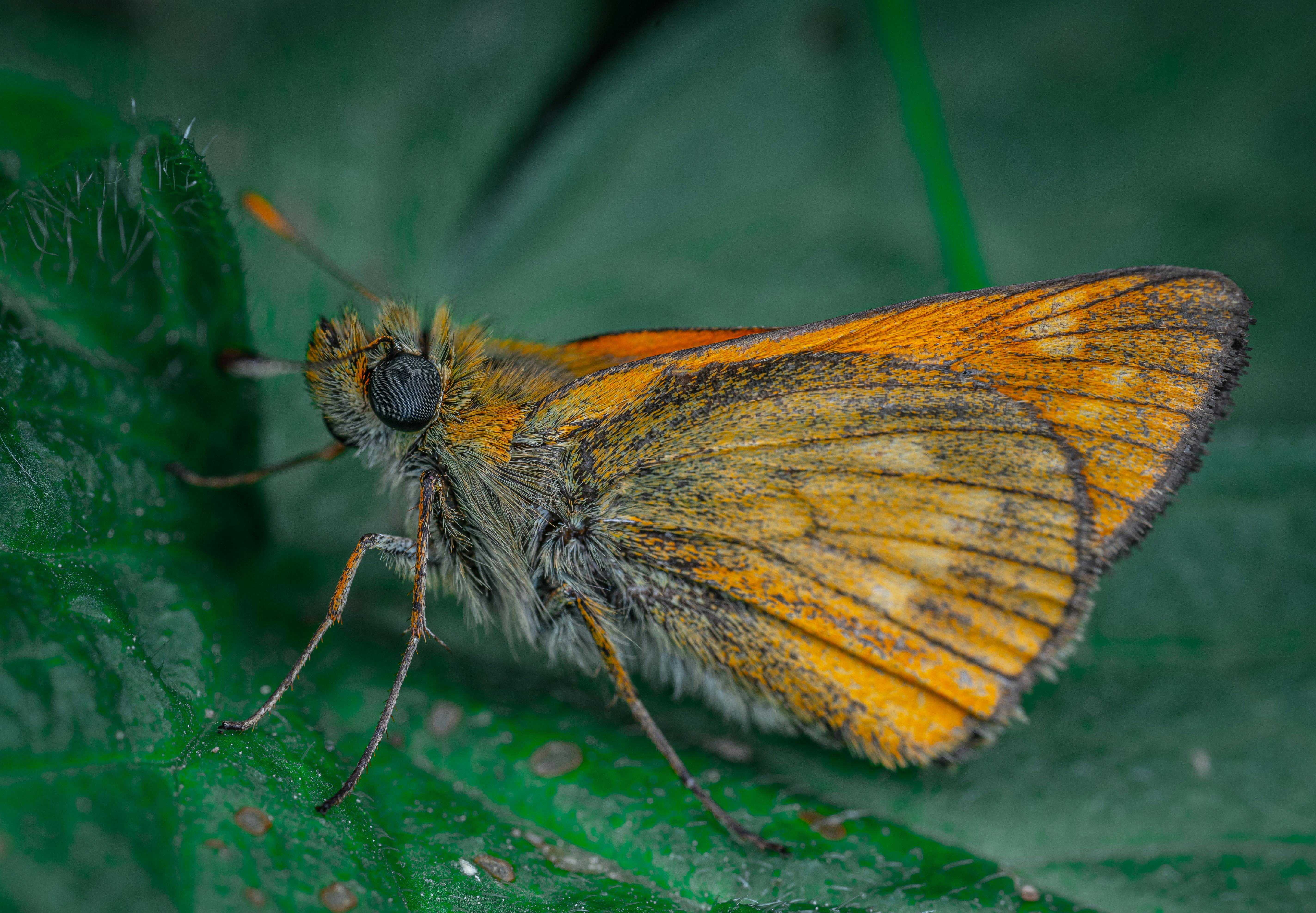Brown Moth Perched on Green Plant · Free Stock Photo