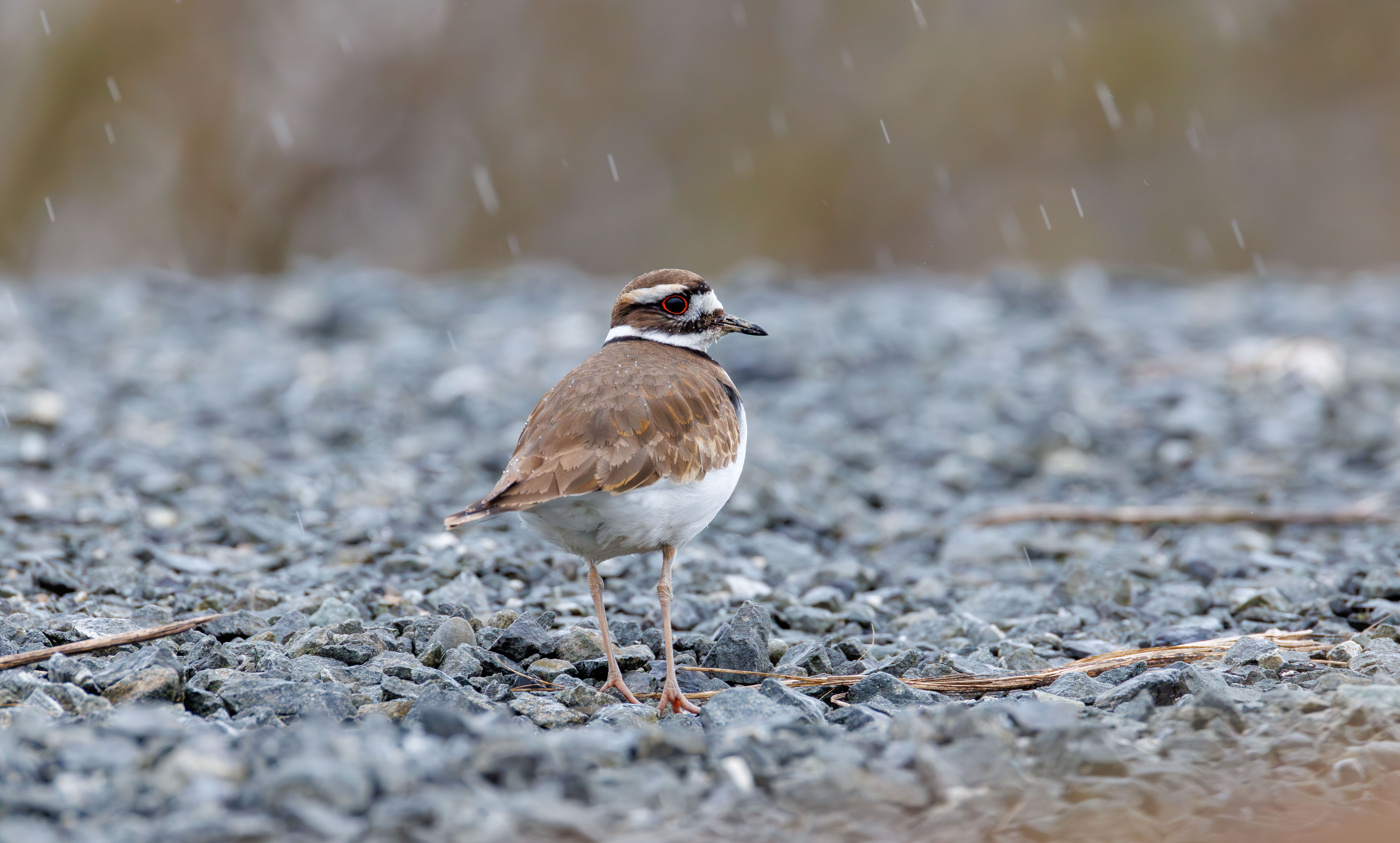 A+Killdeer+In+Venice,+Florida Photos, Download The BEST Free A+Killdeer ...