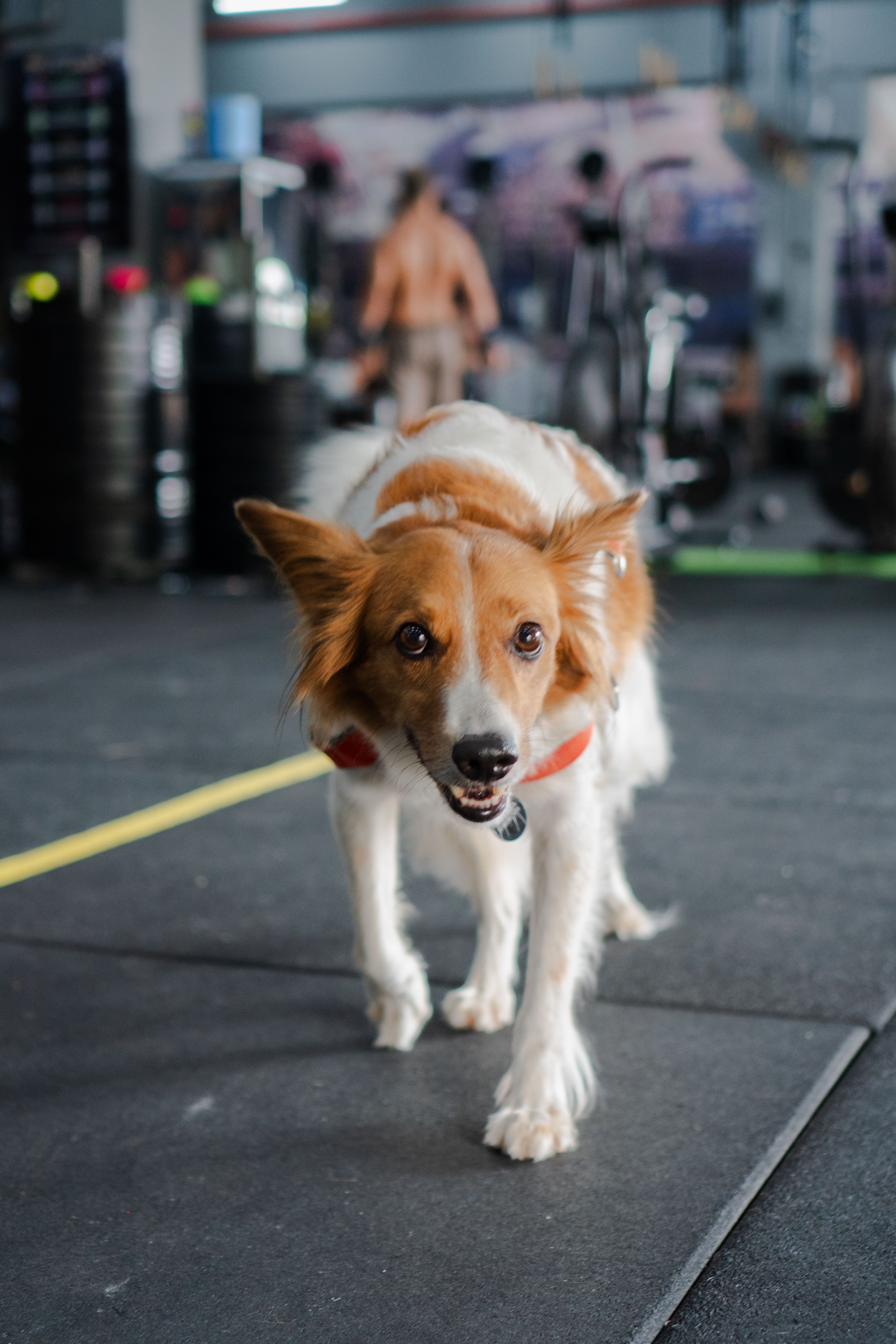 Dog Monday Photos, Download The BEST Free Dog Monday Stock Photos & HD ...