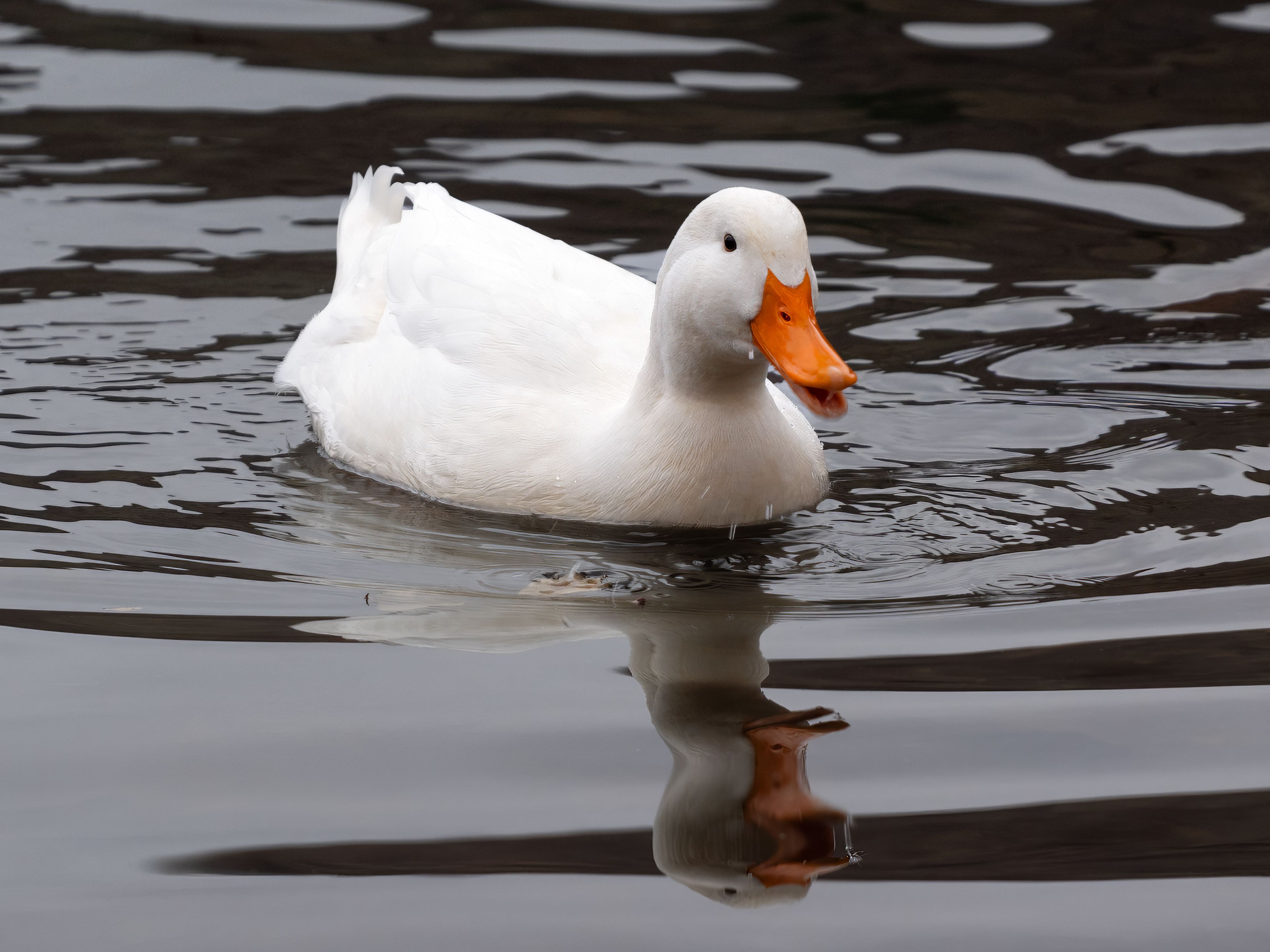 Duck+Pfp Photos, Download The BEST Free Duck+Pfp Stock Photos & HD Images