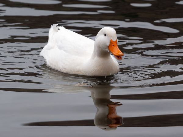 Duck+Pfp Photos, Download The BEST Free Duck+Pfp Stock Photos & HD Images